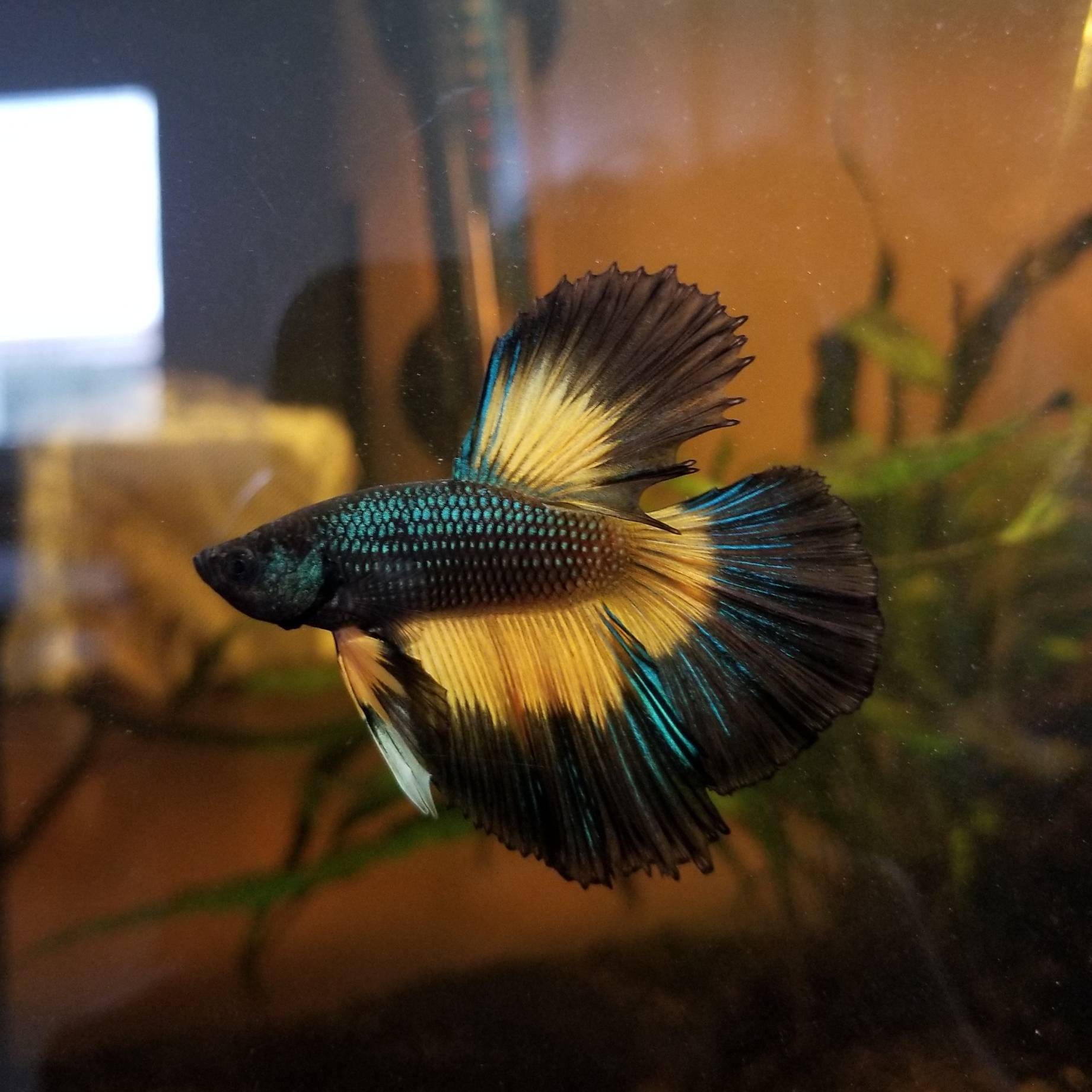 His color has gotten so rich! | Scrolller