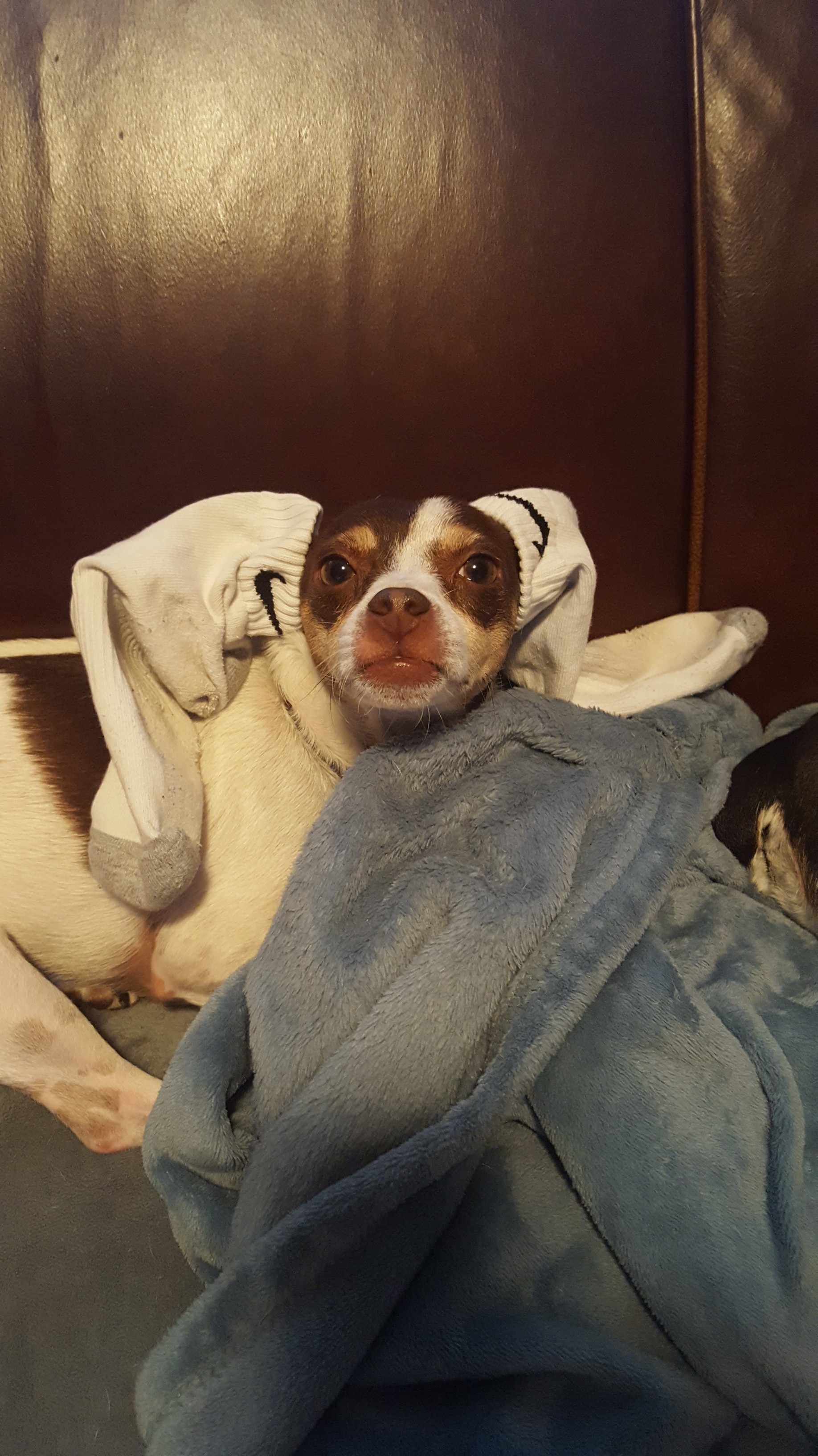 His ears were cold | Scrolller