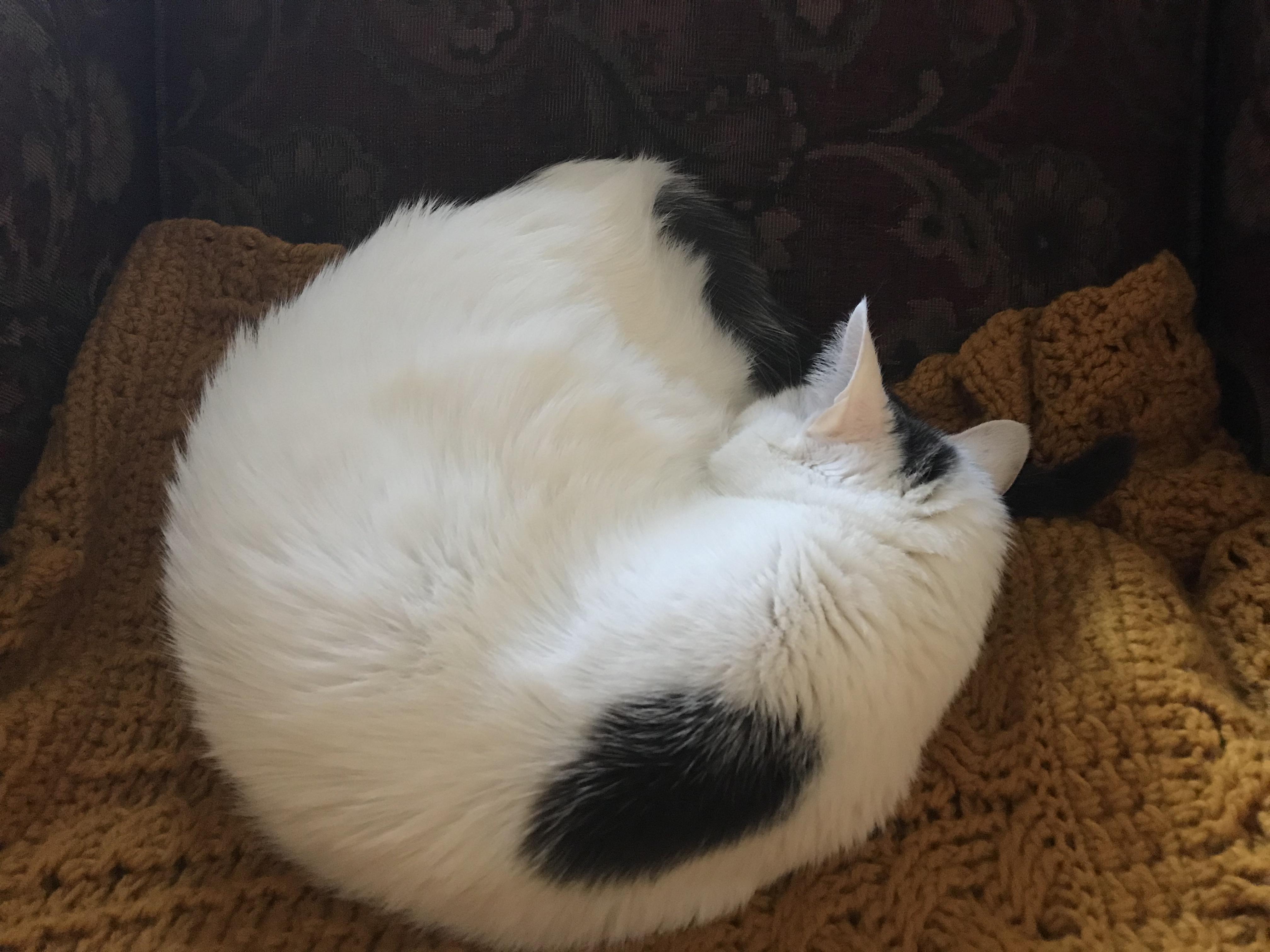 His favorite sleeping position | Scrolller