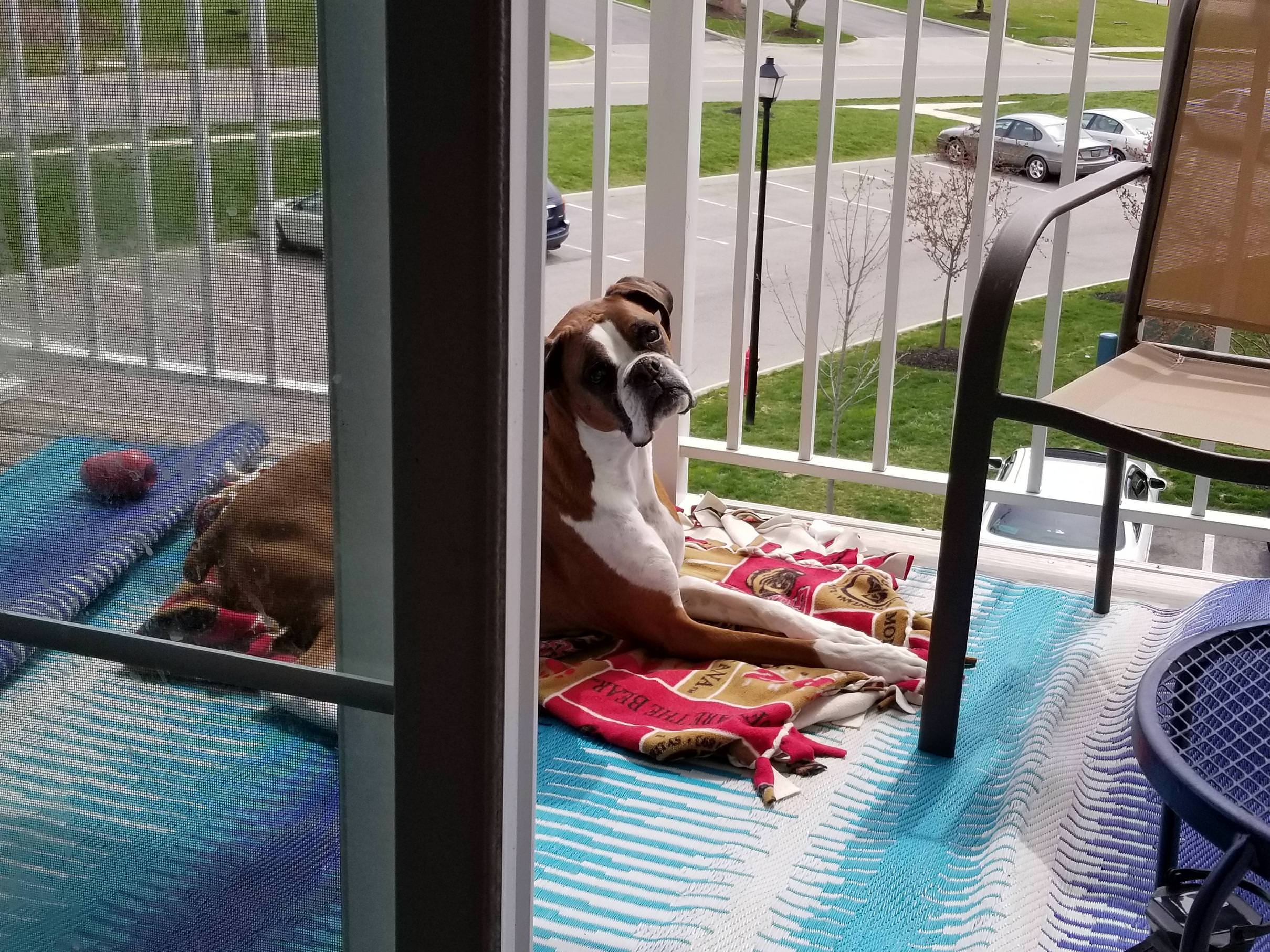 His favorite spot in the sun~ | Scrolller