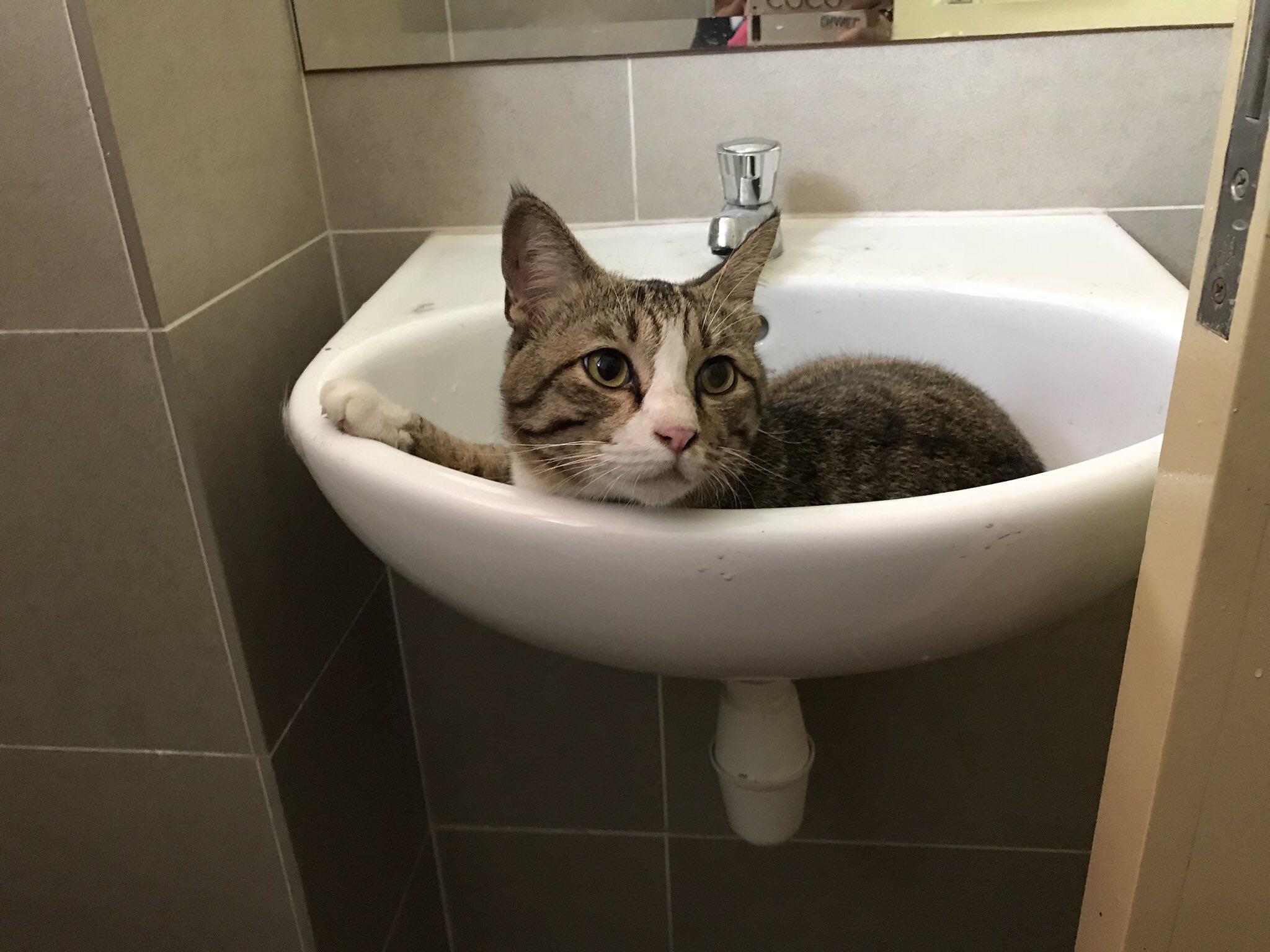His favourite sink! | Scrolller