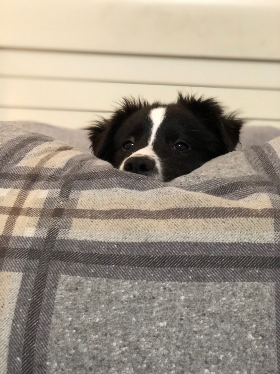 His little hidey spot behind the pillows. | Scrolller