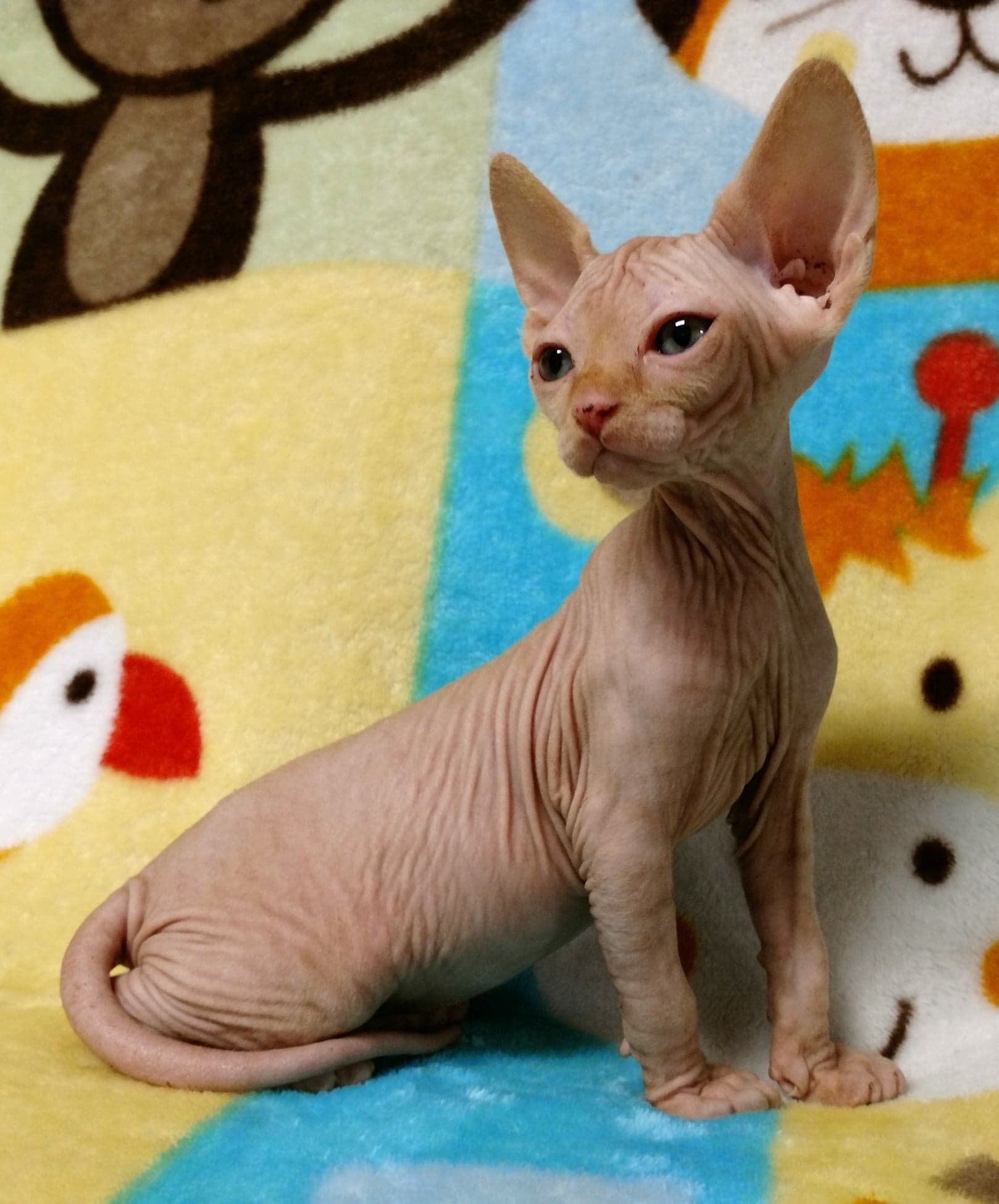 His majesty, Oogi | Scrolller