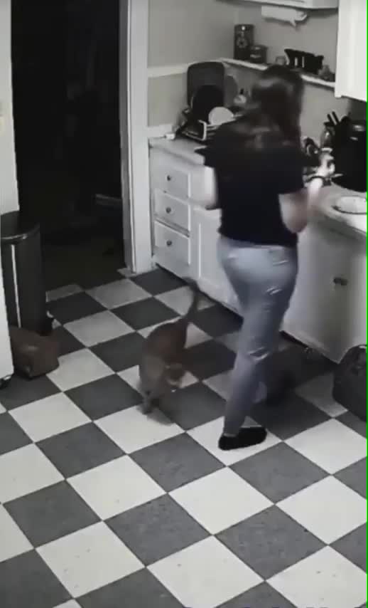 Kitchen Sink Cat Butt Derp | Scrolller