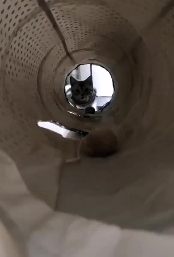 ninja cat | Scrolller