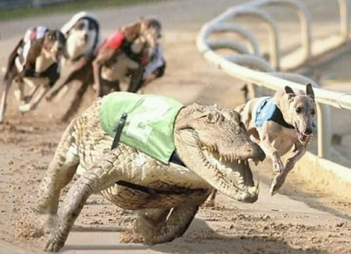 This reminded me of Parklife | Scrolller