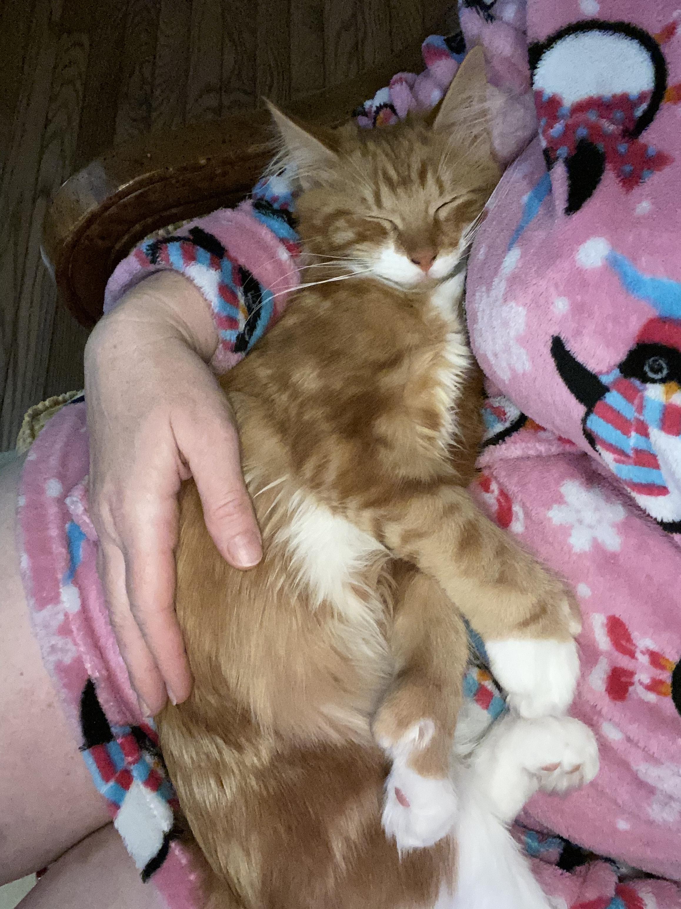 Hobbes’ sleepy lil outstretched mittens! | Scrolller