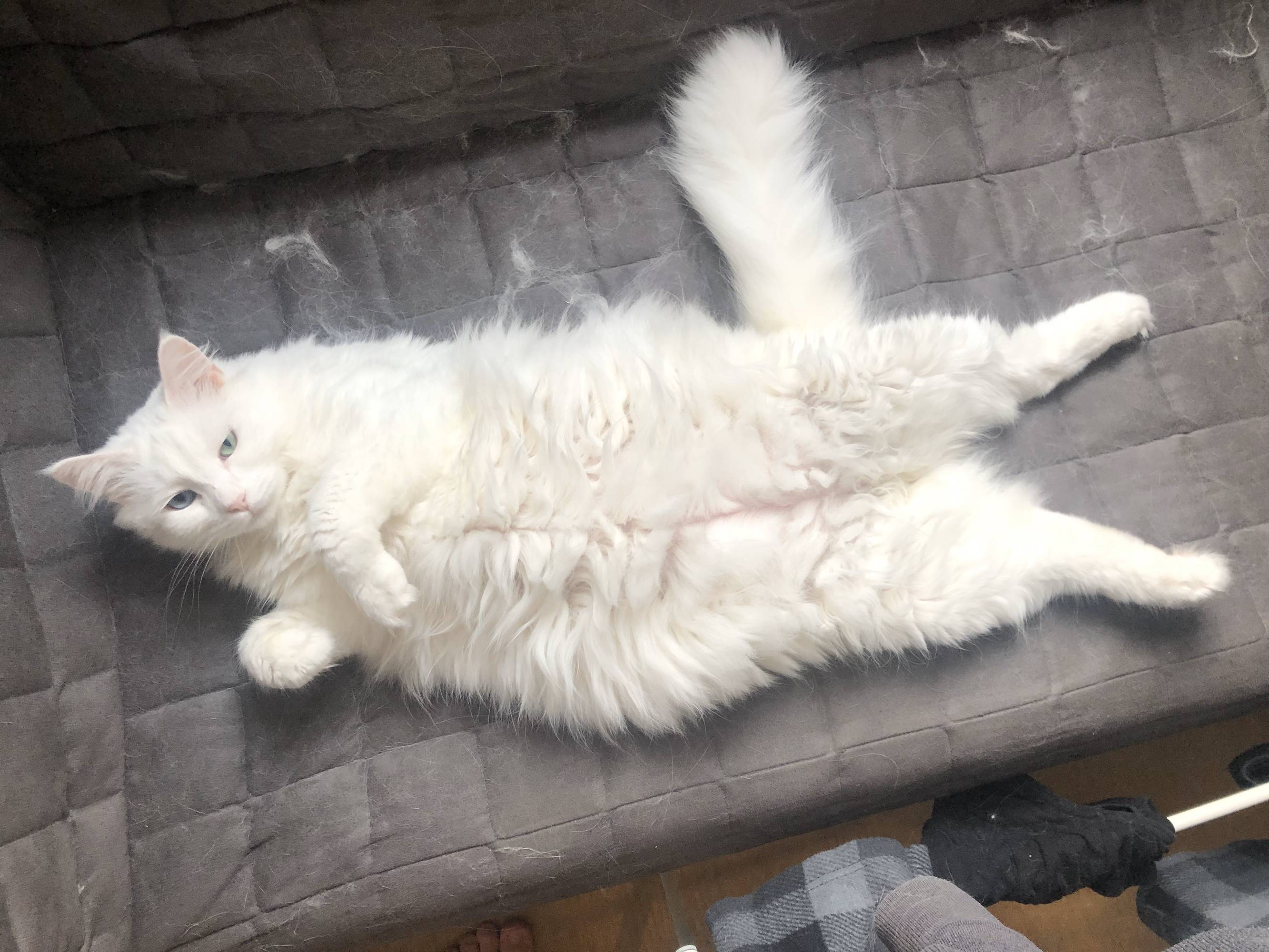 Hoh boy she fluffy | Scrolller