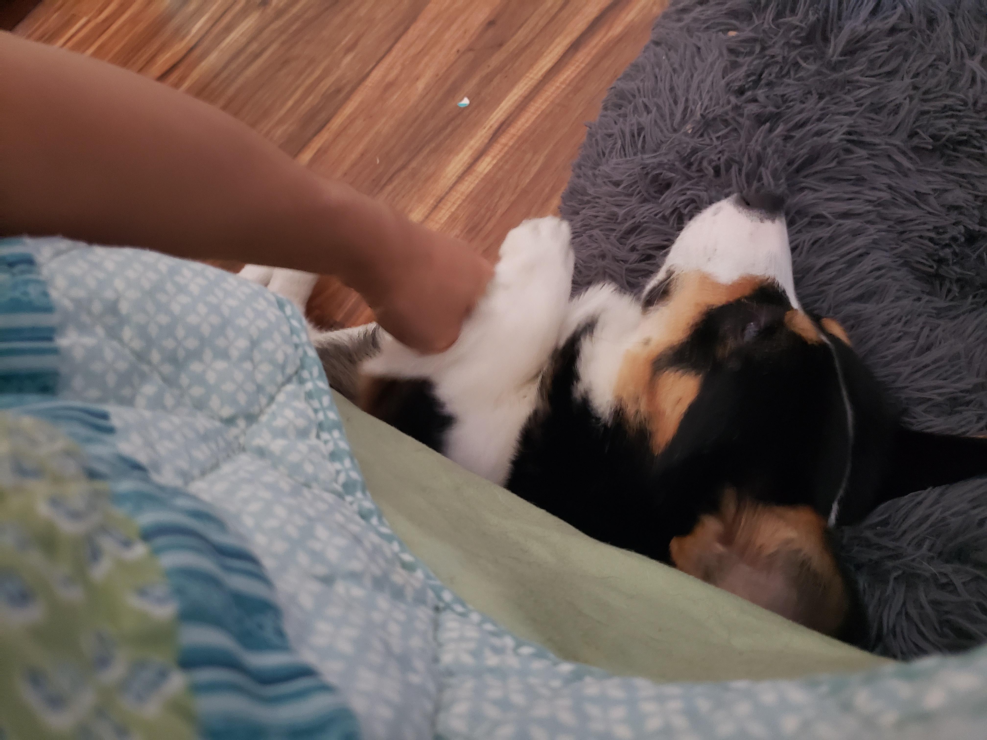 Hold my hand (paw) 🥺♡ | Scrolller