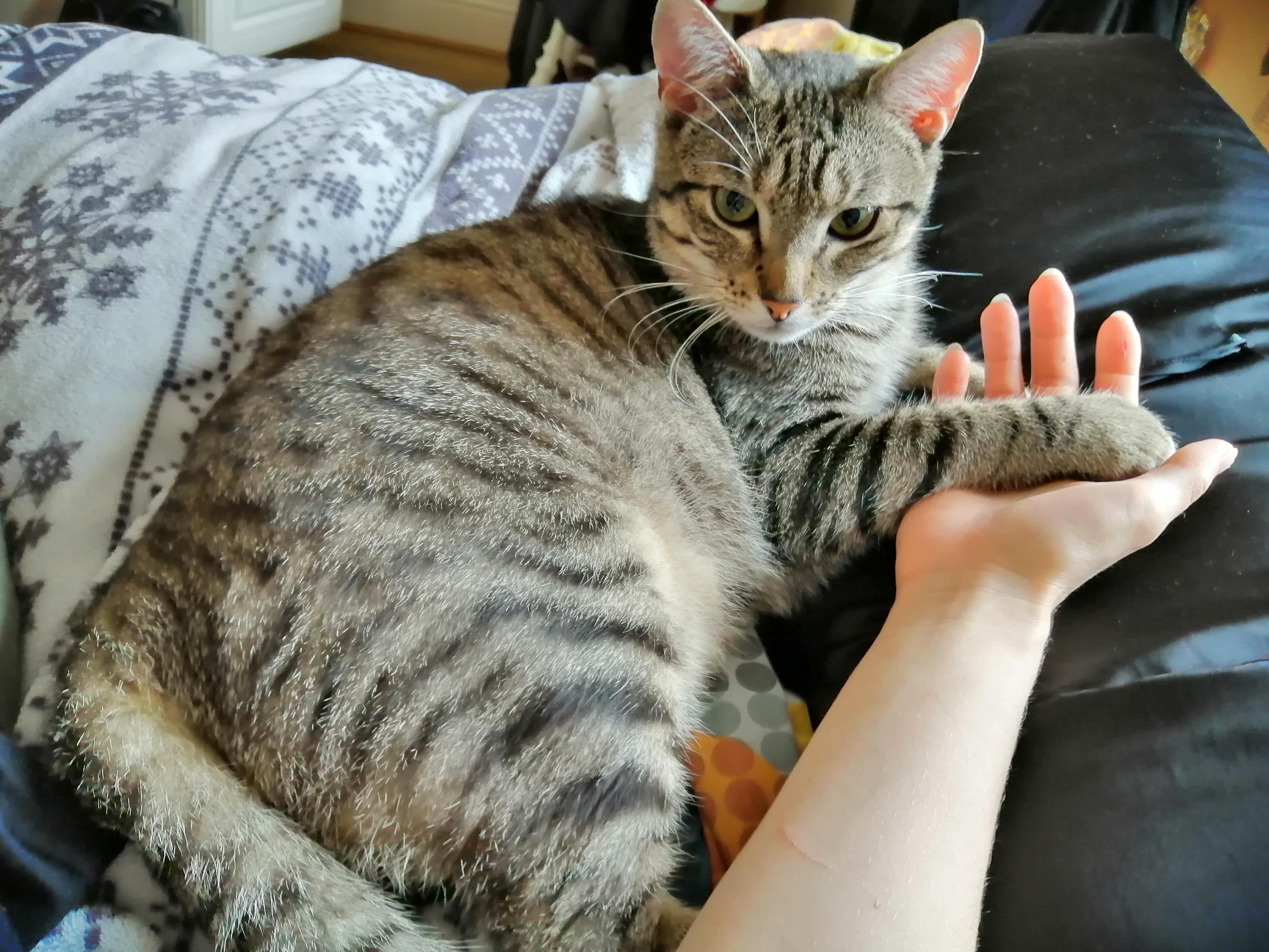 Hold my paw | Scrolller