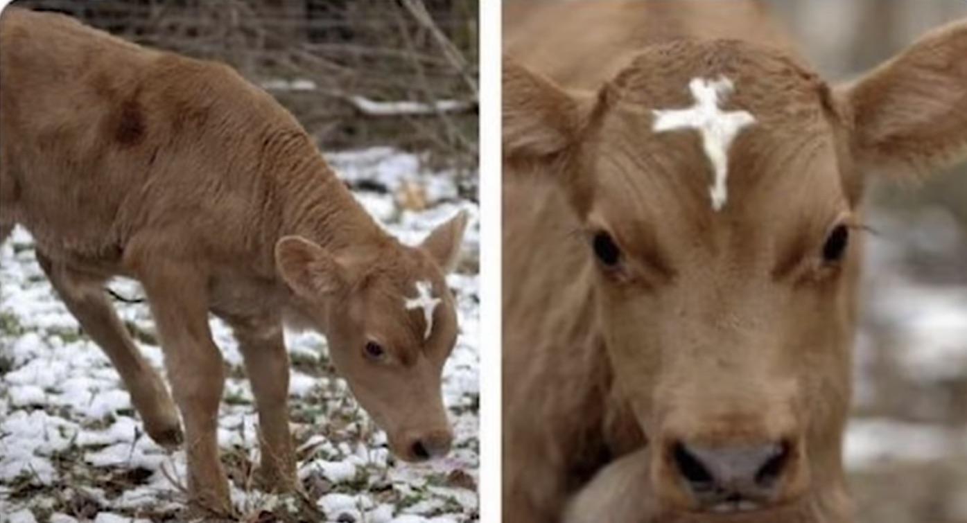 Holy cow | Scrolller