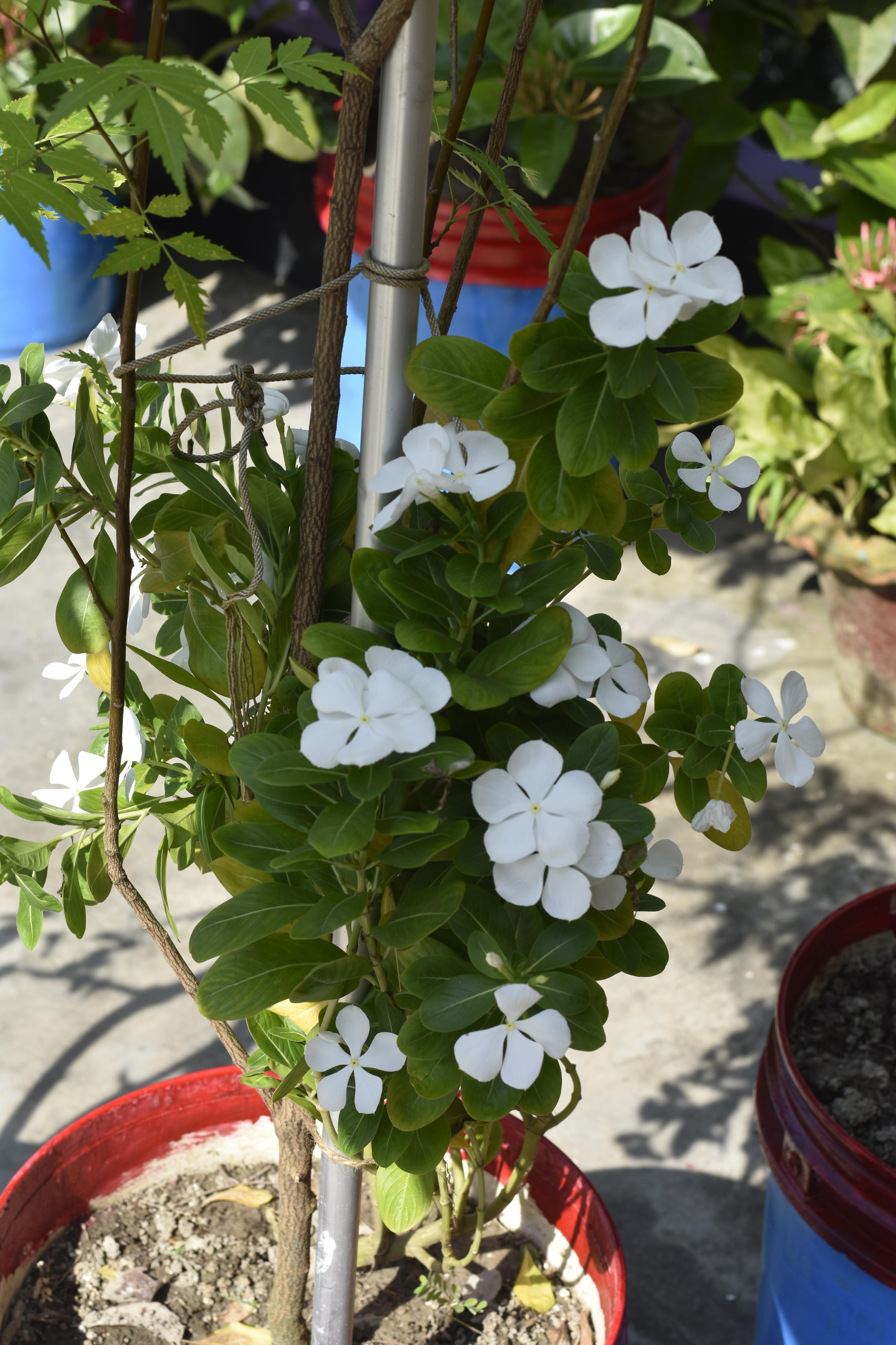 Home Gardens | Scrolller