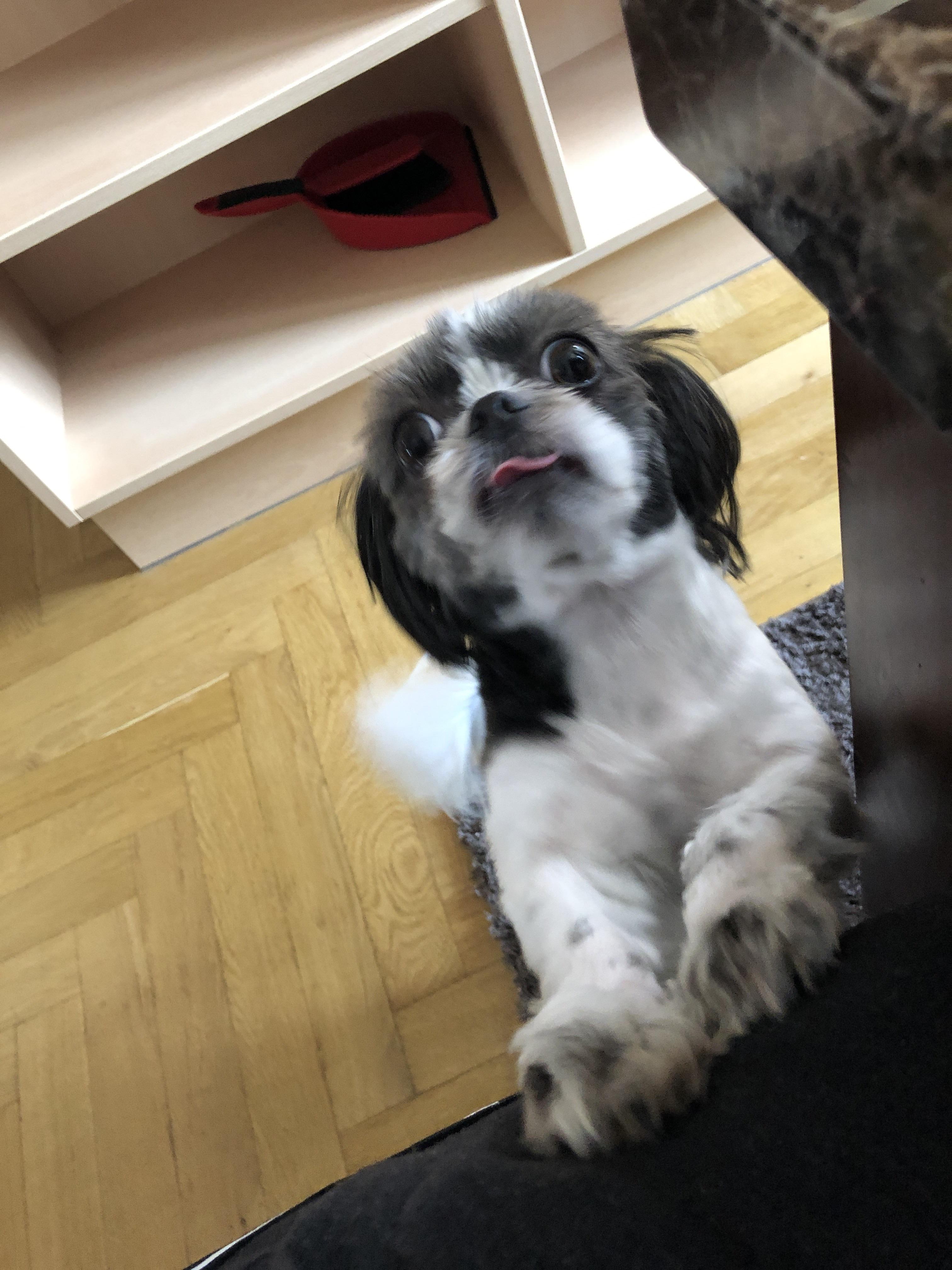 Homework mlem | Scrolller