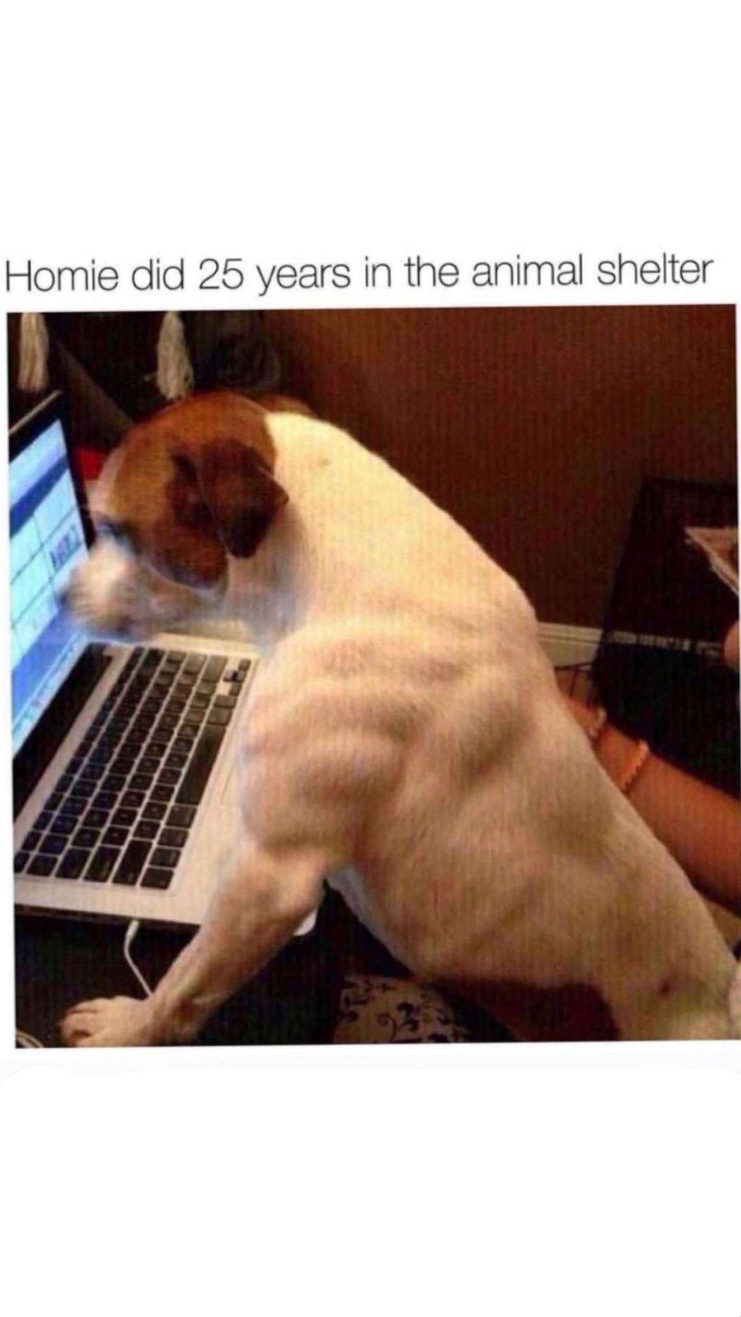 Homie Jacked | Scrolller