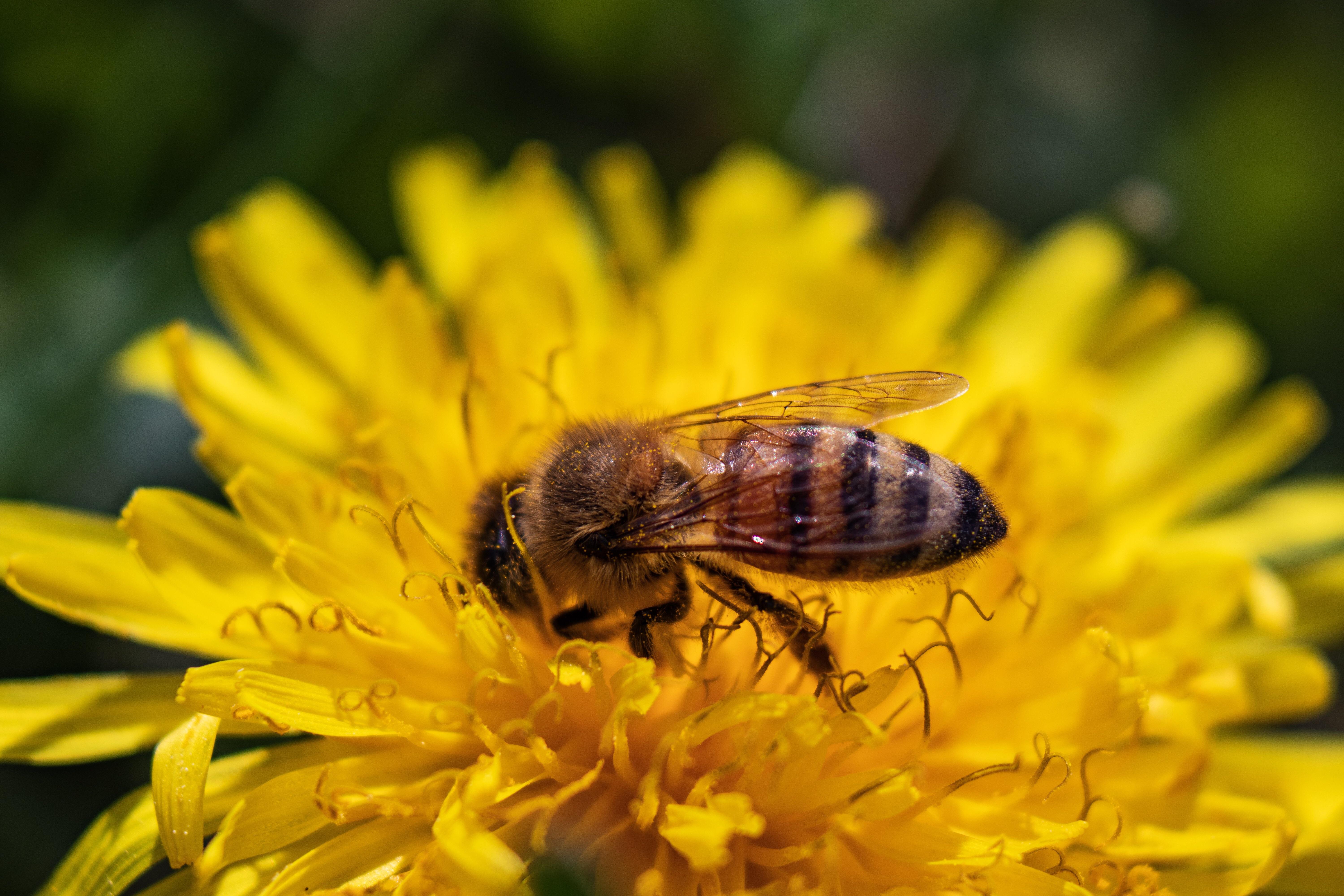 Honey bee [OC] [6000x4000] | Scrolller