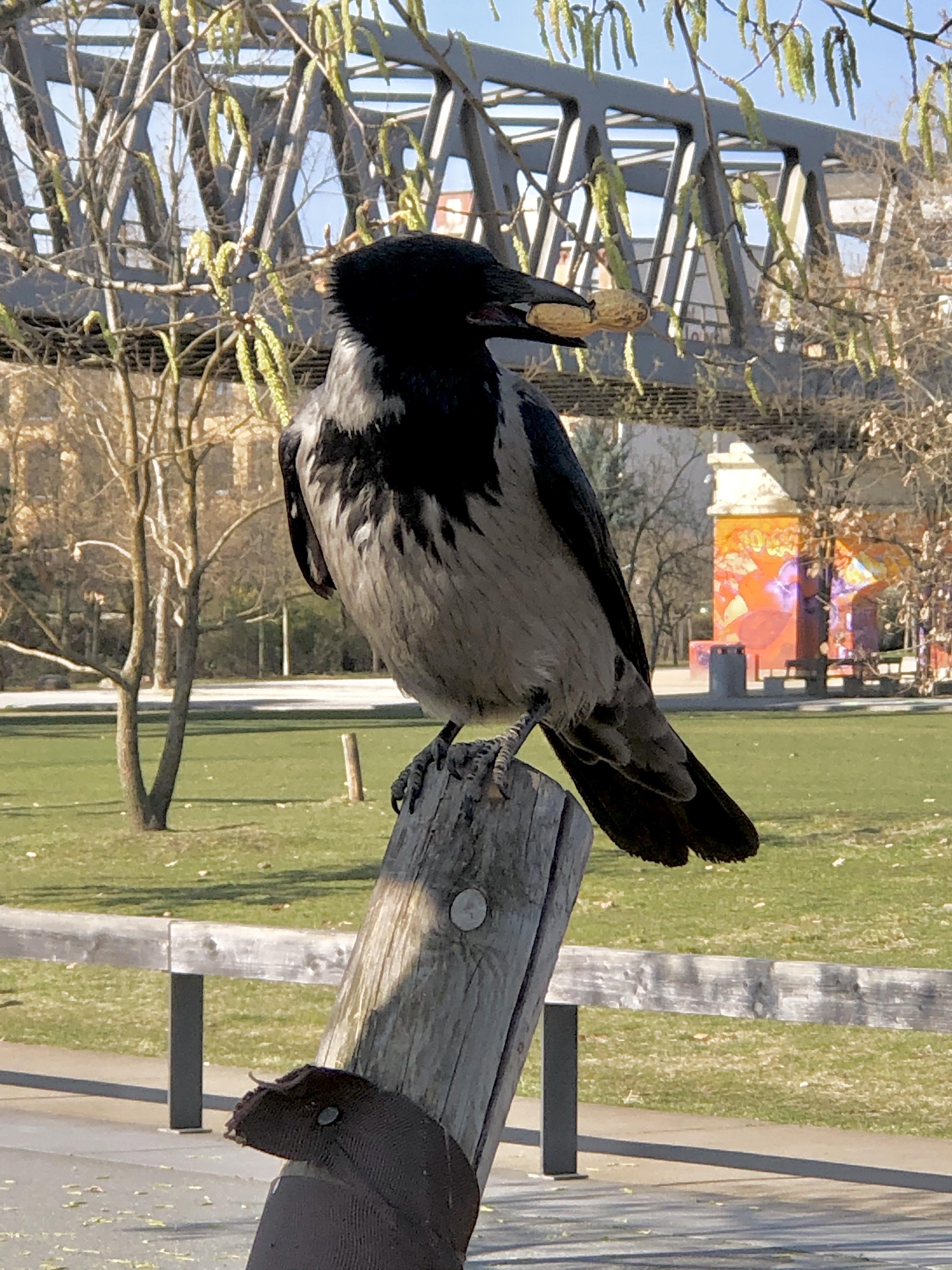 Hooded crow eating a peanut [oc] | Scrolller
