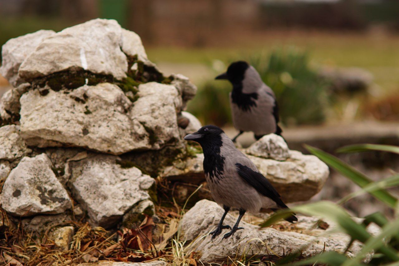 Hooded crows/Corvus cornix | Scrolller
