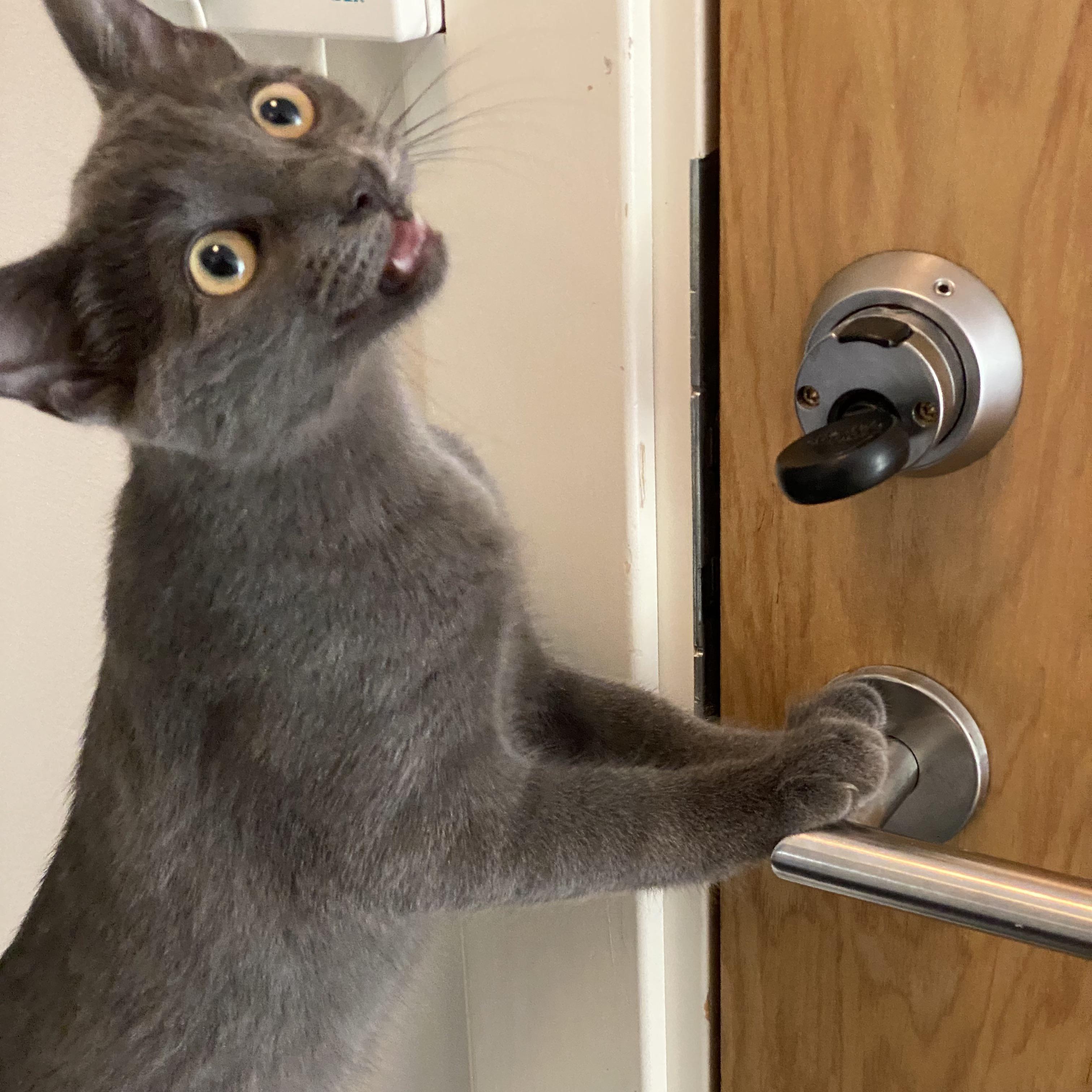 Hooman, meow I pwease go outside? | Scrolller