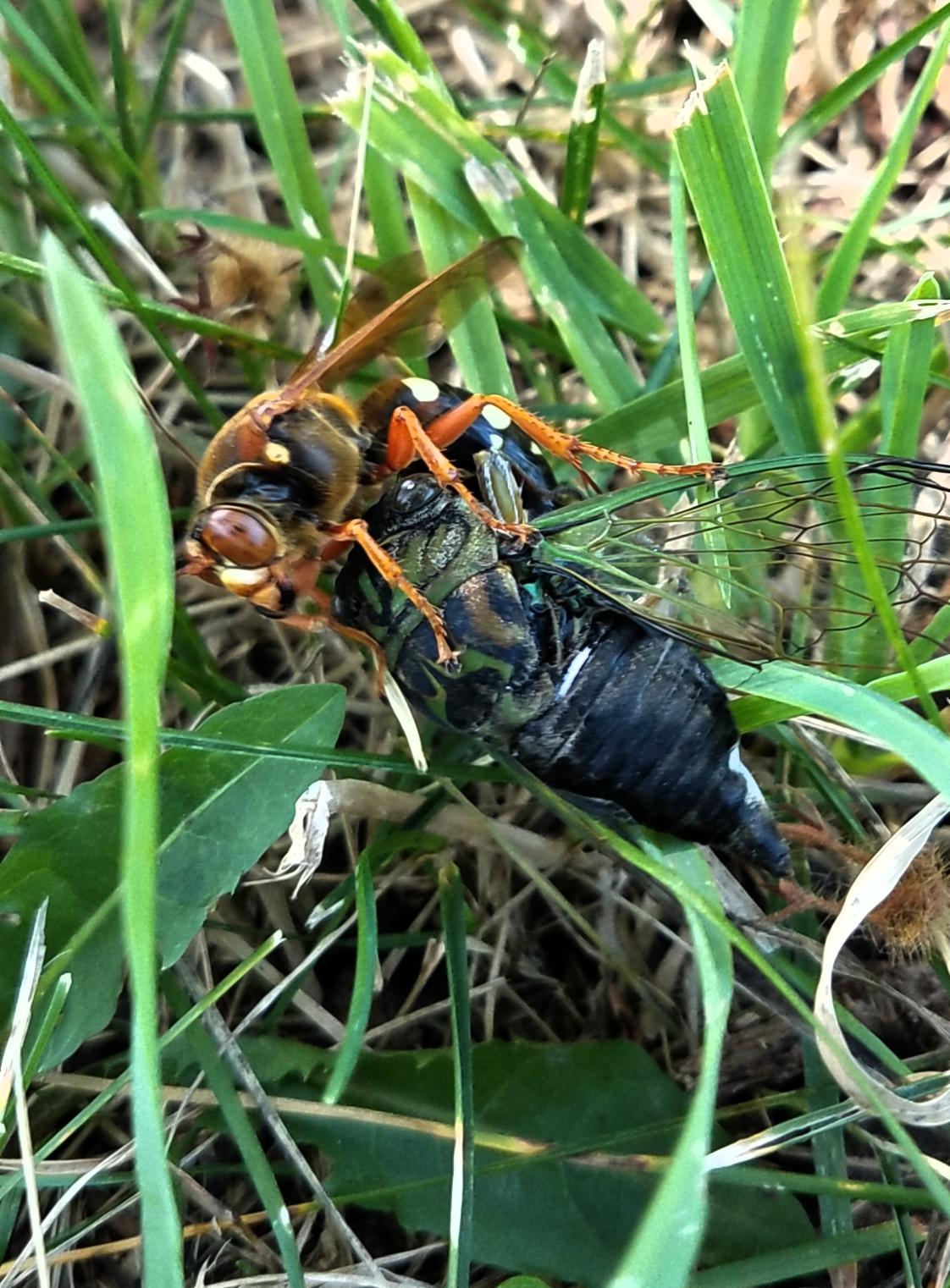 Hornet killing cicada. | Scrolller