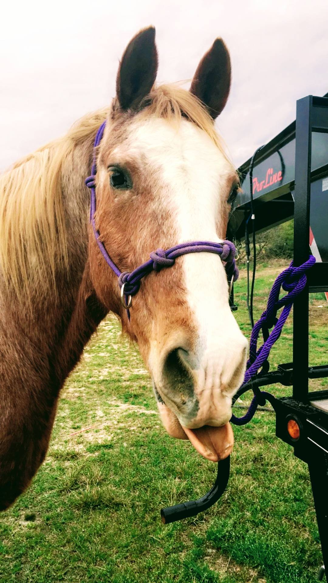 Horse blup | Scrolller