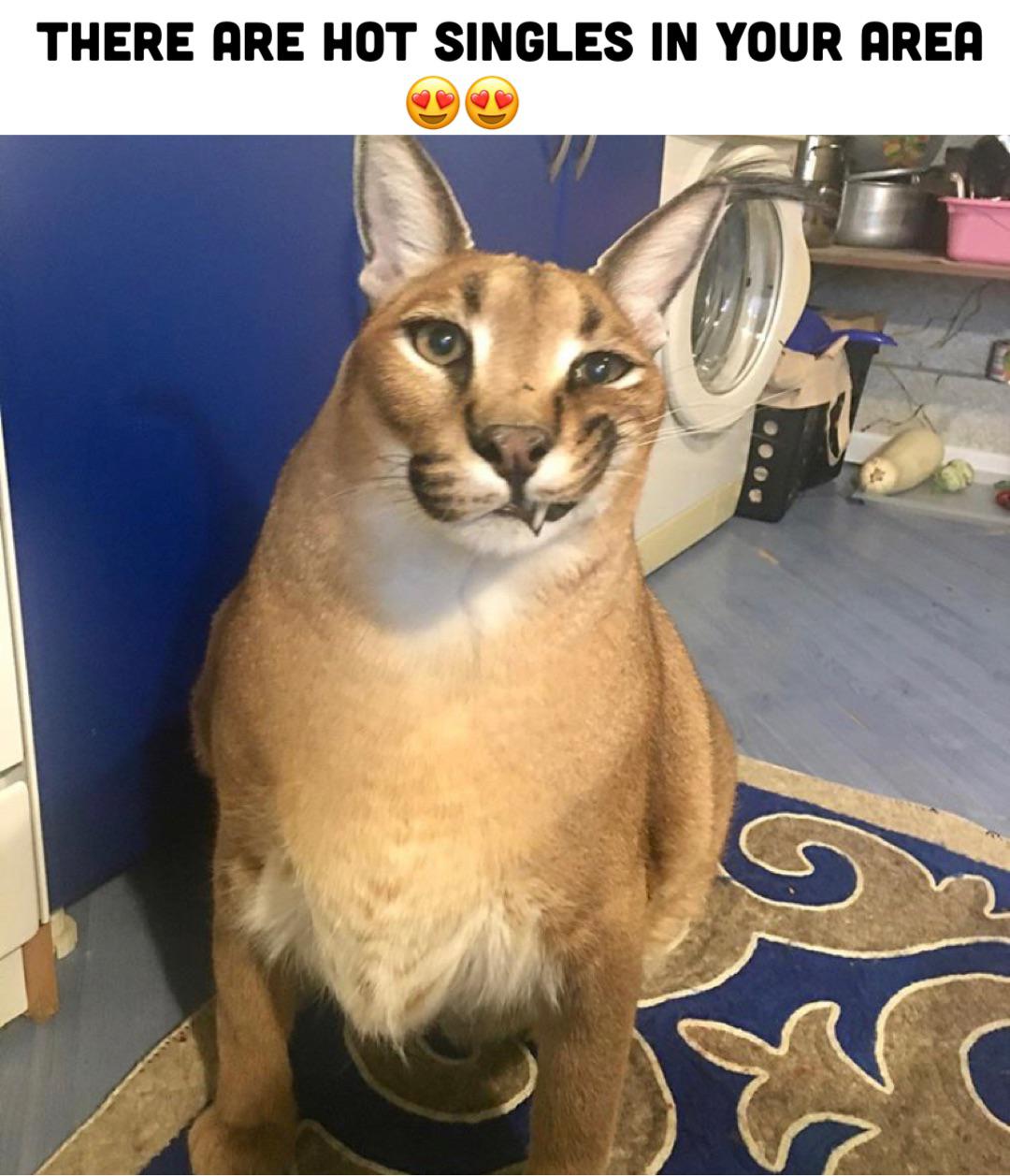 Hot Floppa | Scrolller