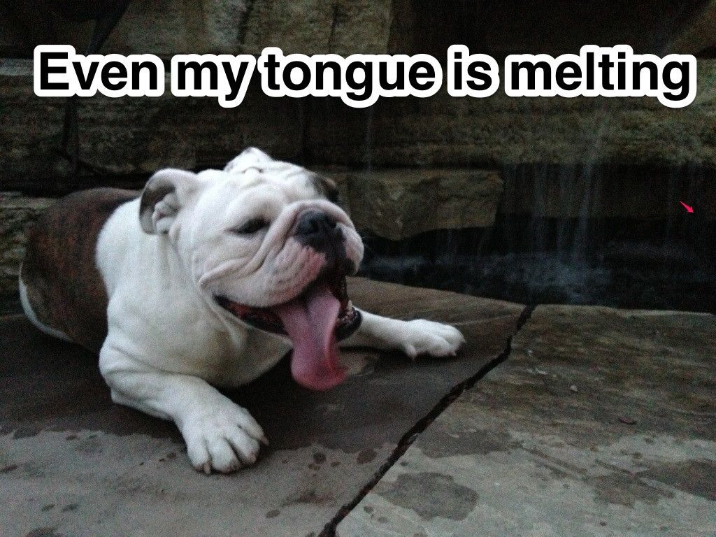 Hot summer for my dog Cabo. | Scrolller