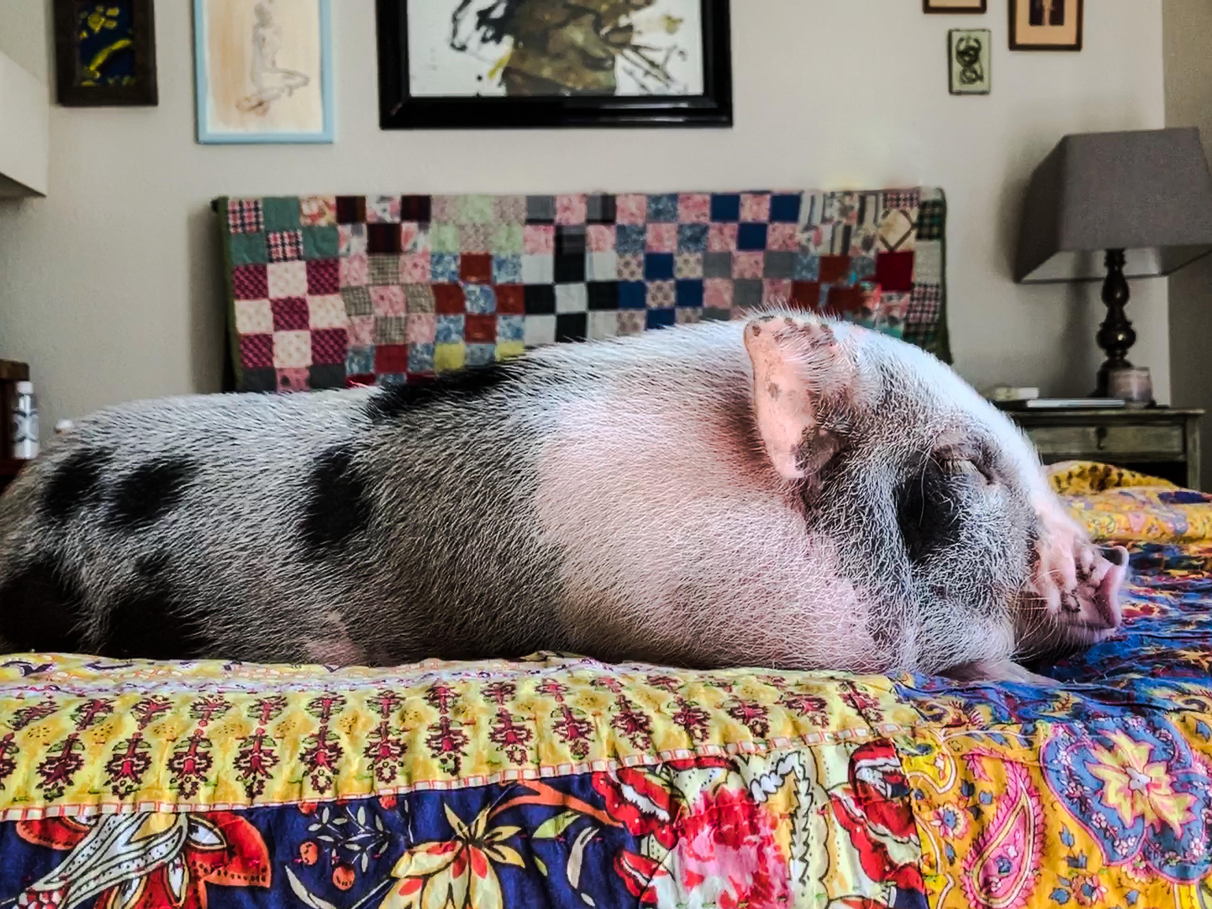House pig in her favorite nap spot. Juliana, 6 months | Scrolller