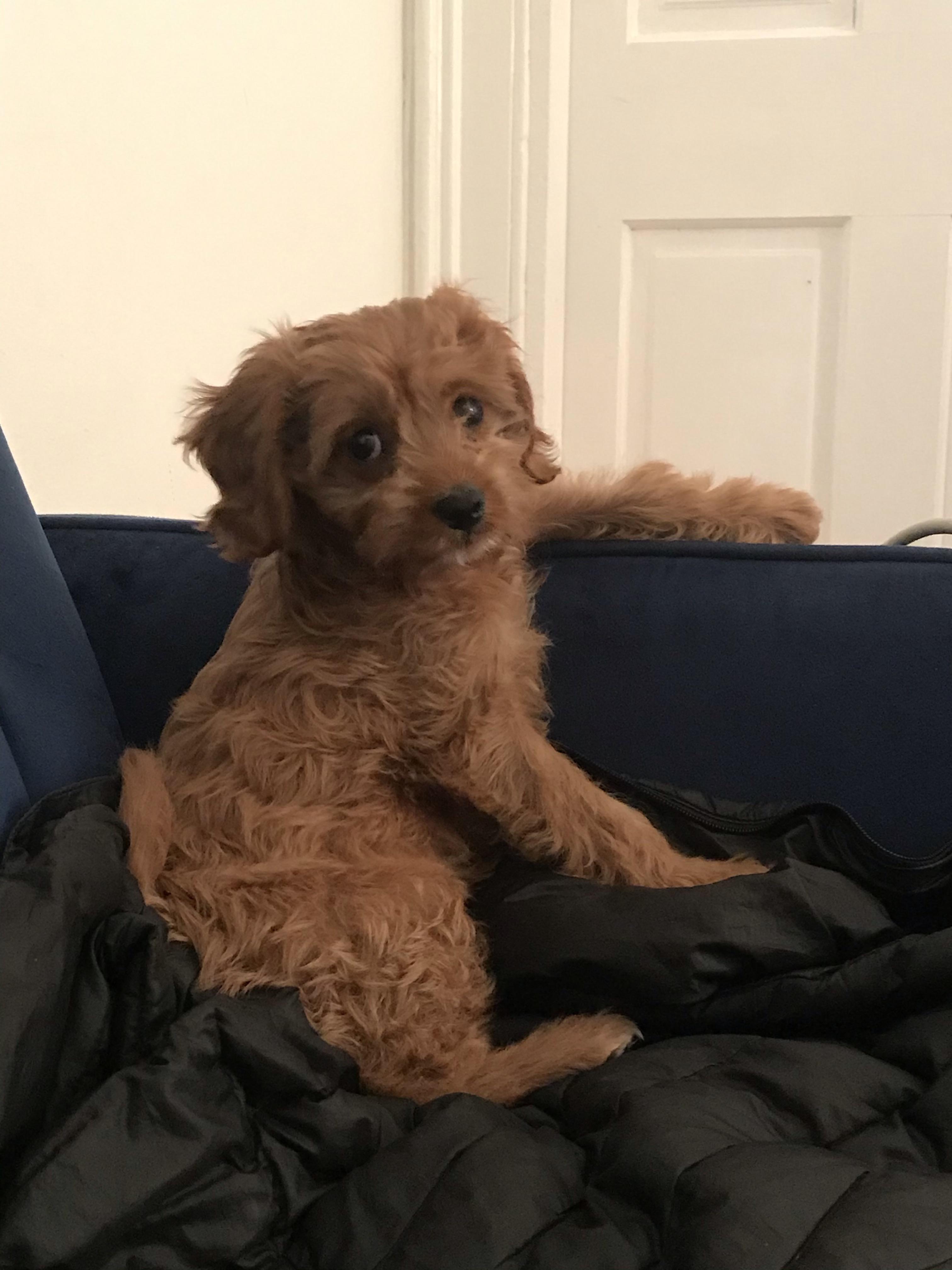 How big is our Cavapoo going to get? He's 5.3 pounds at 12 weeks. Anyone have comparisons to ...