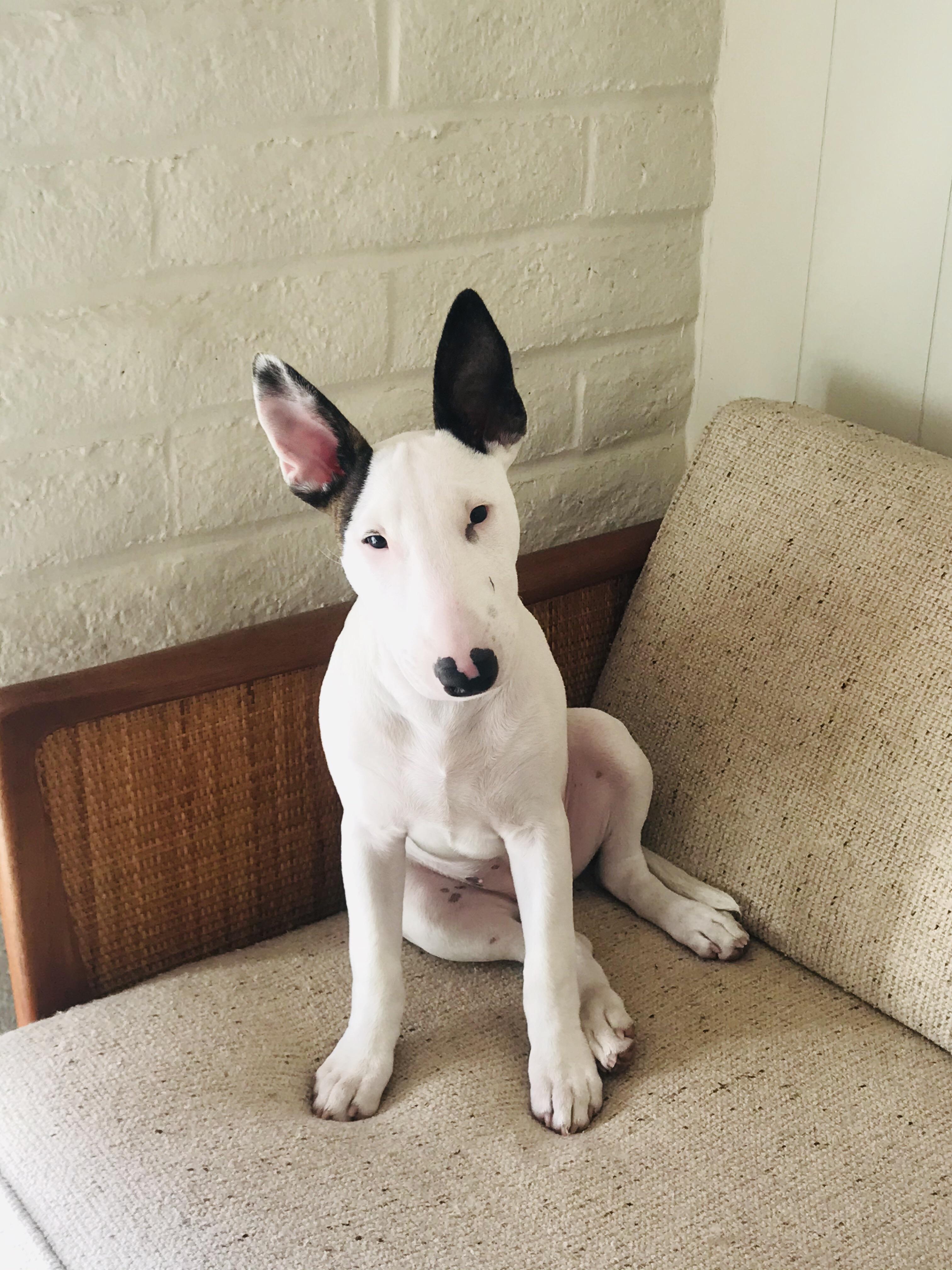 How big is your Bully? | Scrolller