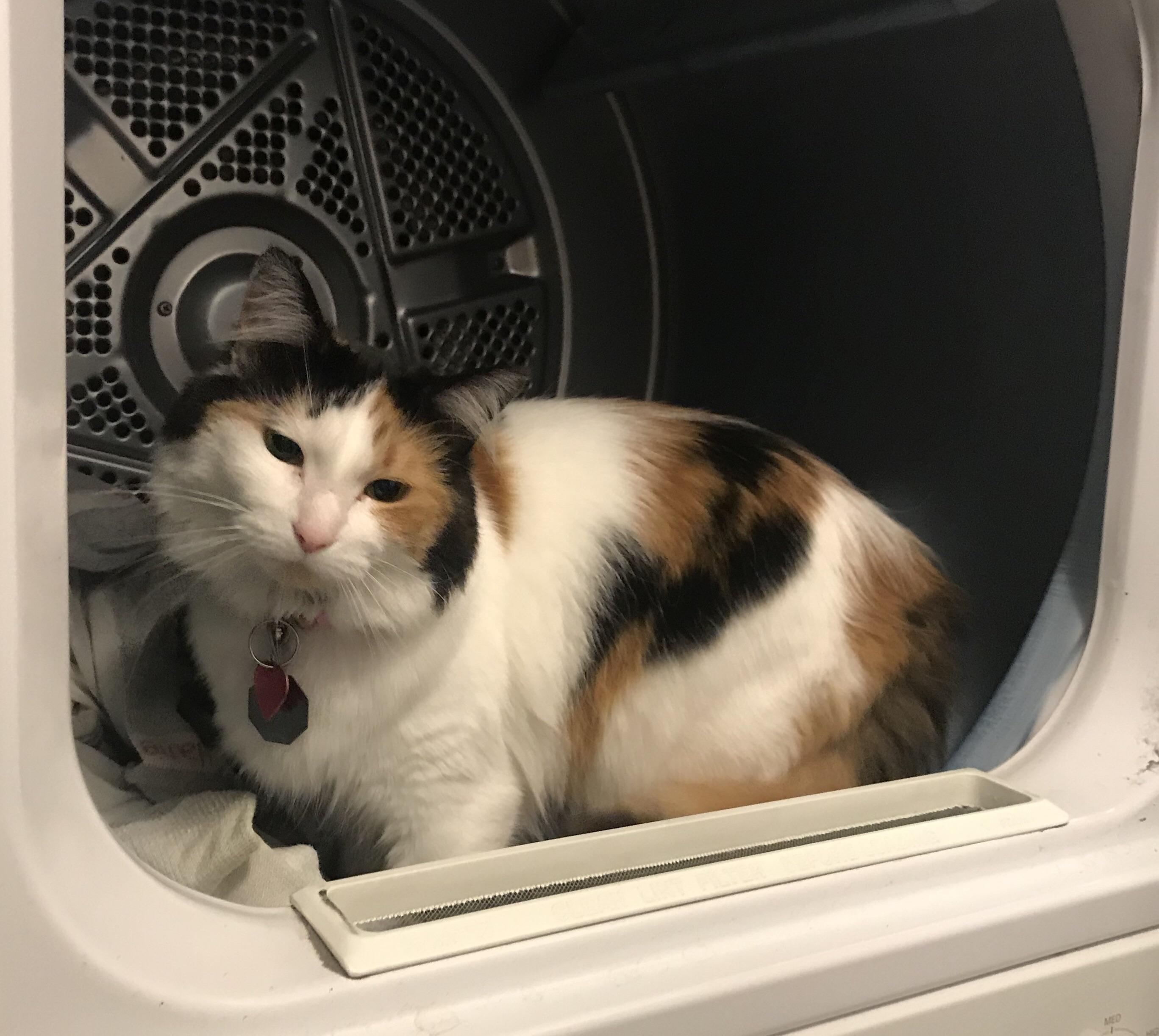 How cats die | Scrolller