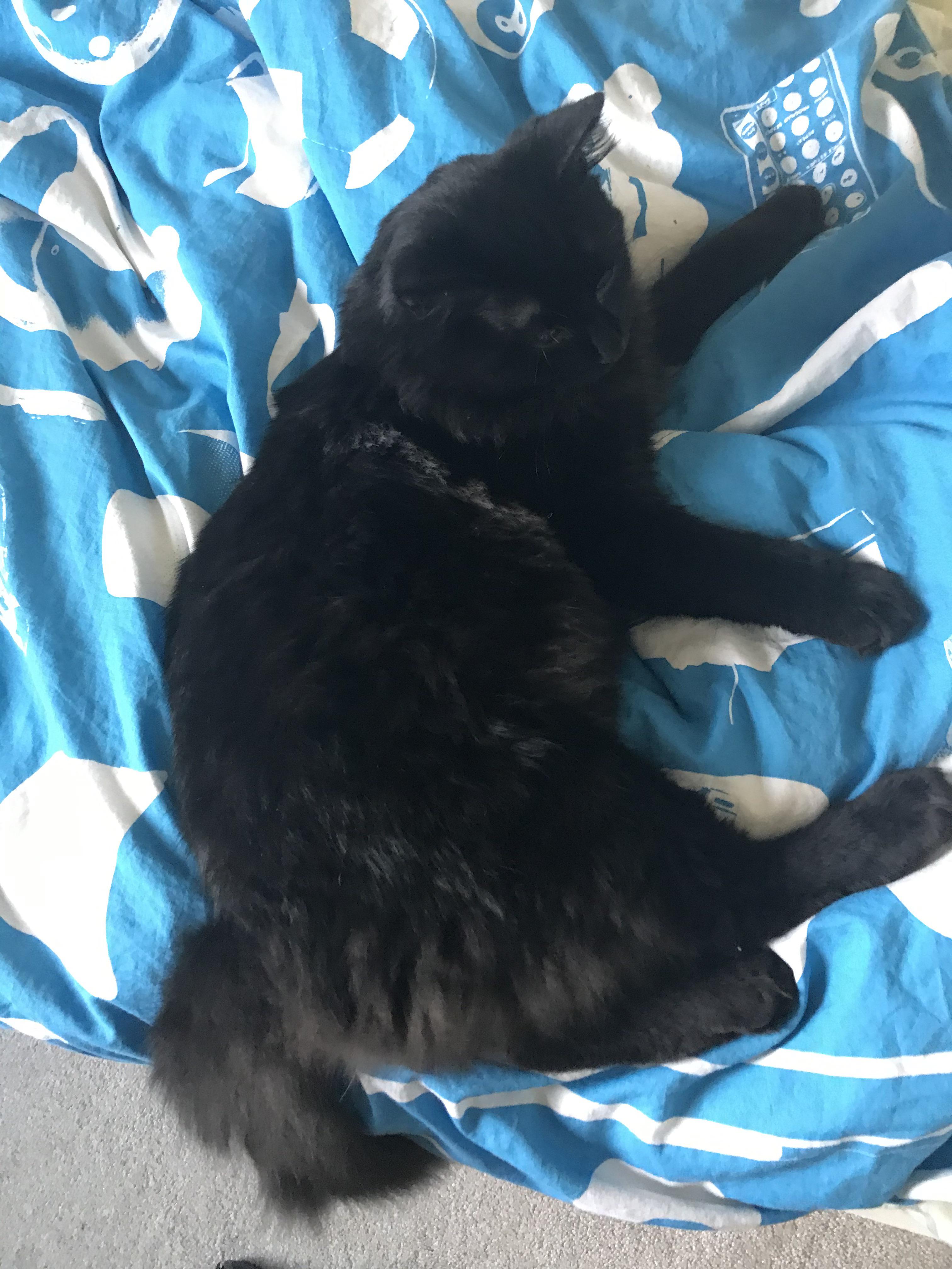 How chonky is he 🤔 | Scrolller