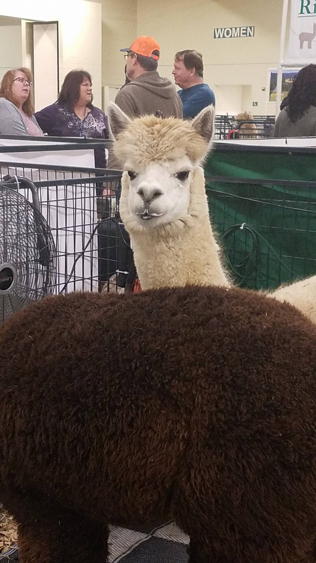 How cute are these Alpaca lips!? | Scrolller