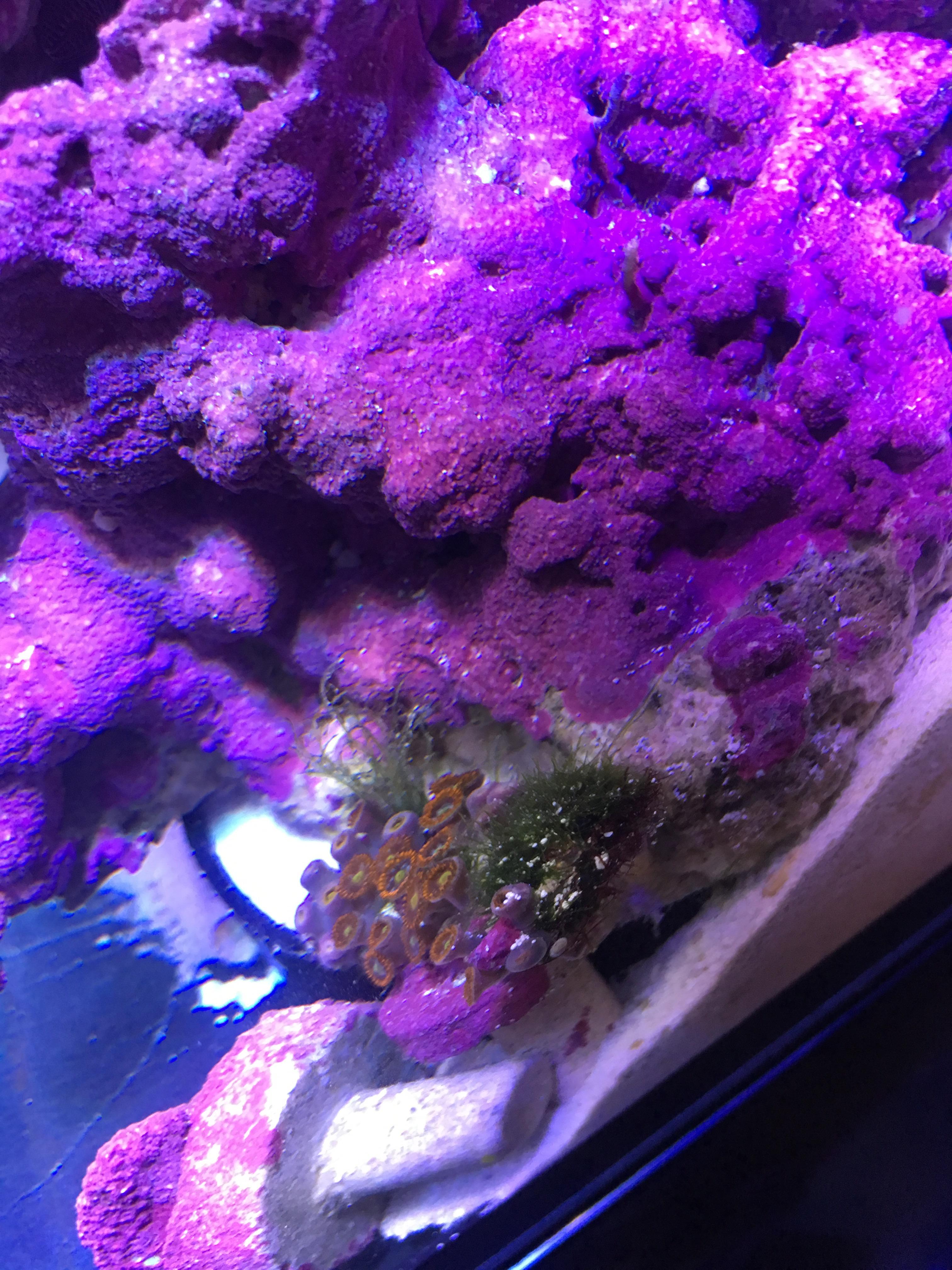 How do I remove those grass ? | Scrolller