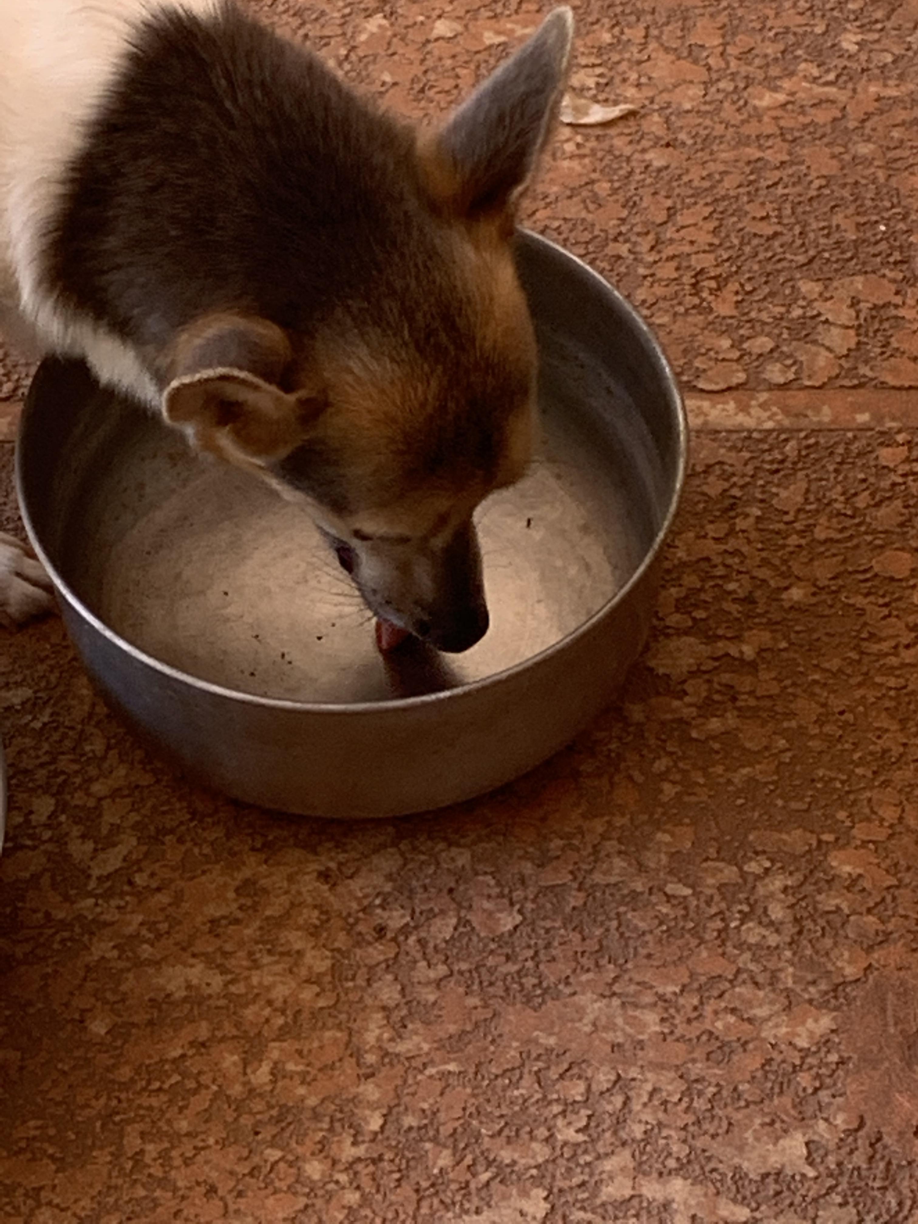 How do you rate my thirsty puppy | Scrolller