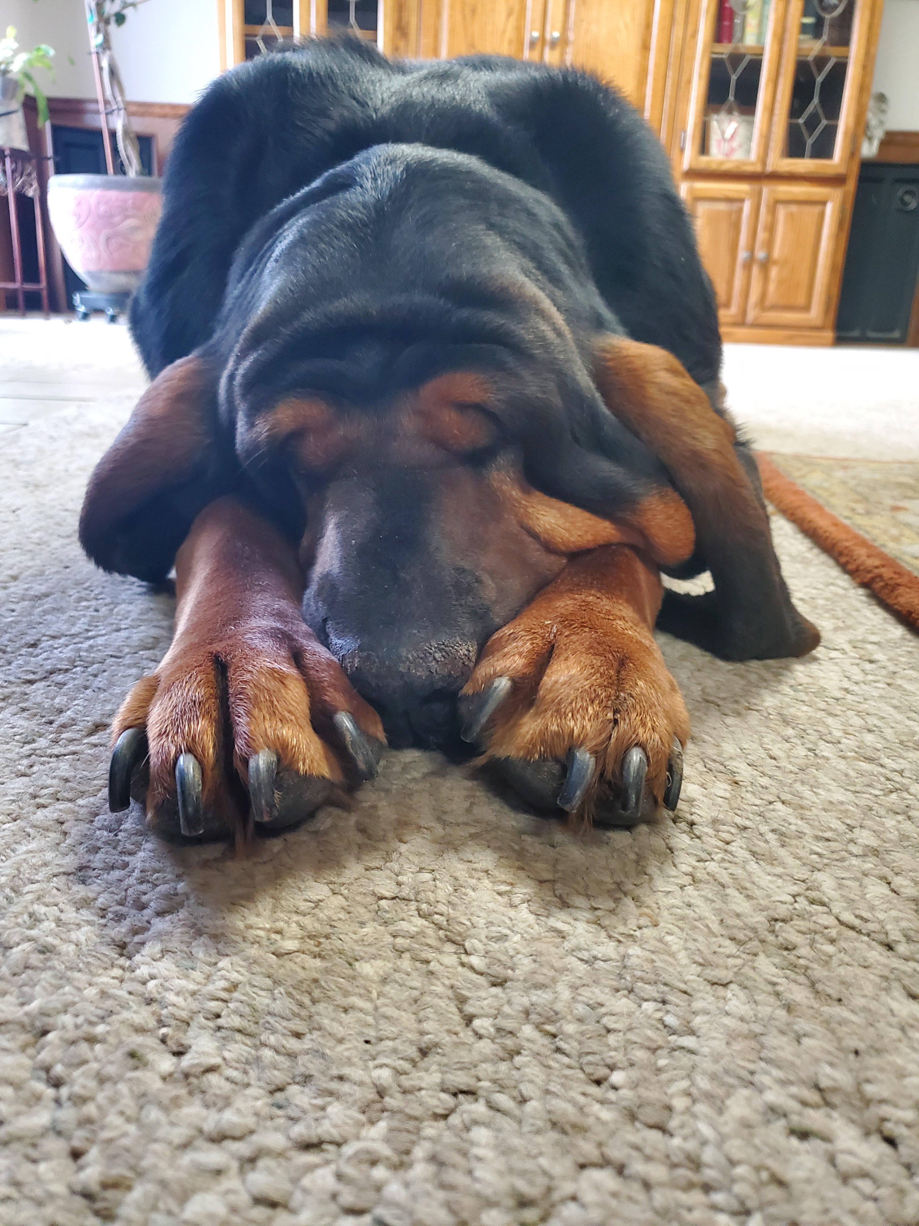 How Pablo naps | Scrolller