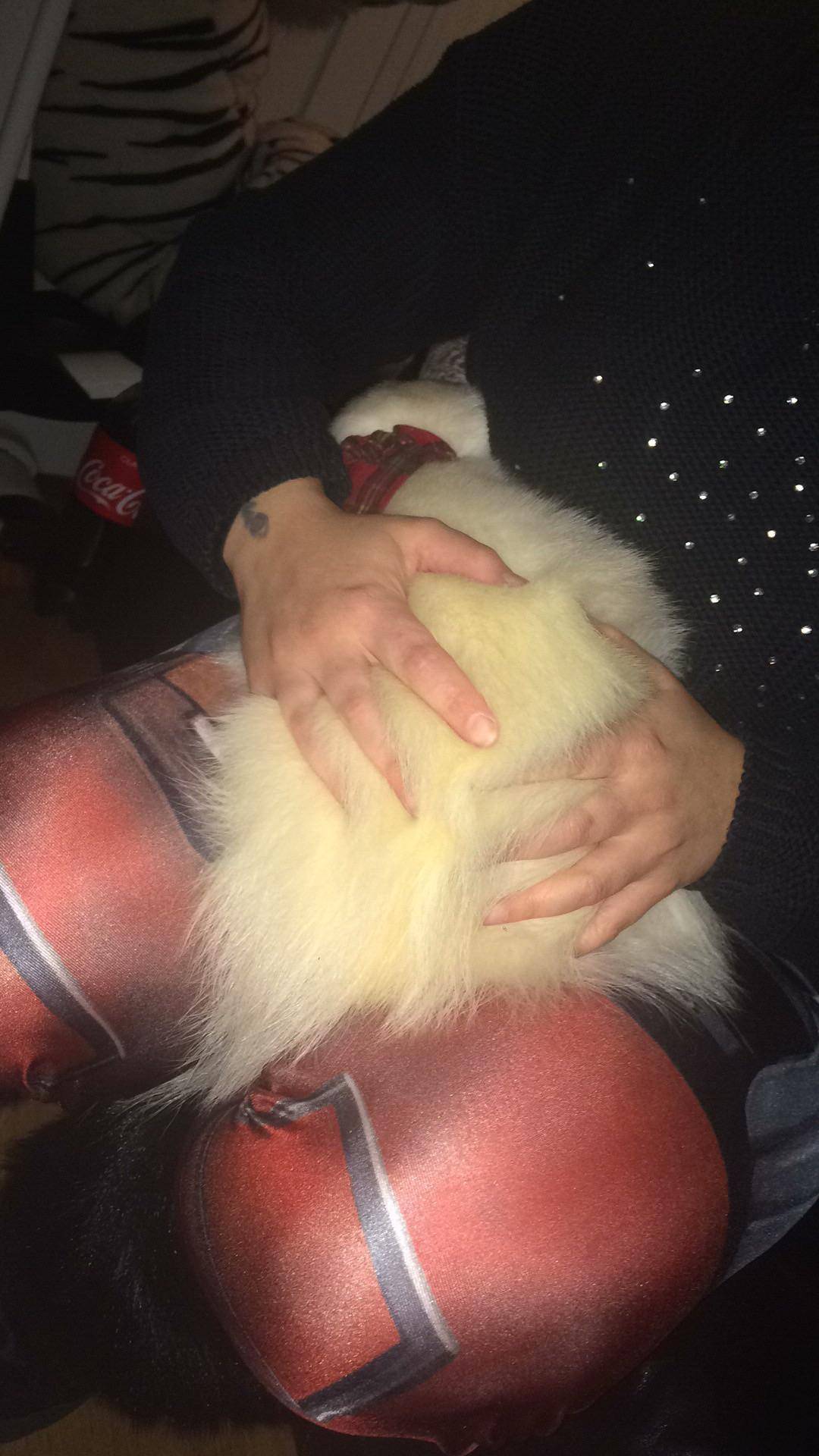 How to cuddle a house skunk | Scrolller