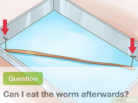 How to Dissect a Worm. | Scrolller