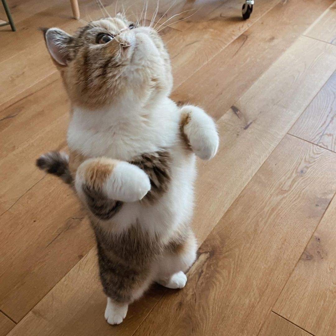 Hug me hug me hug meee | Scrolller