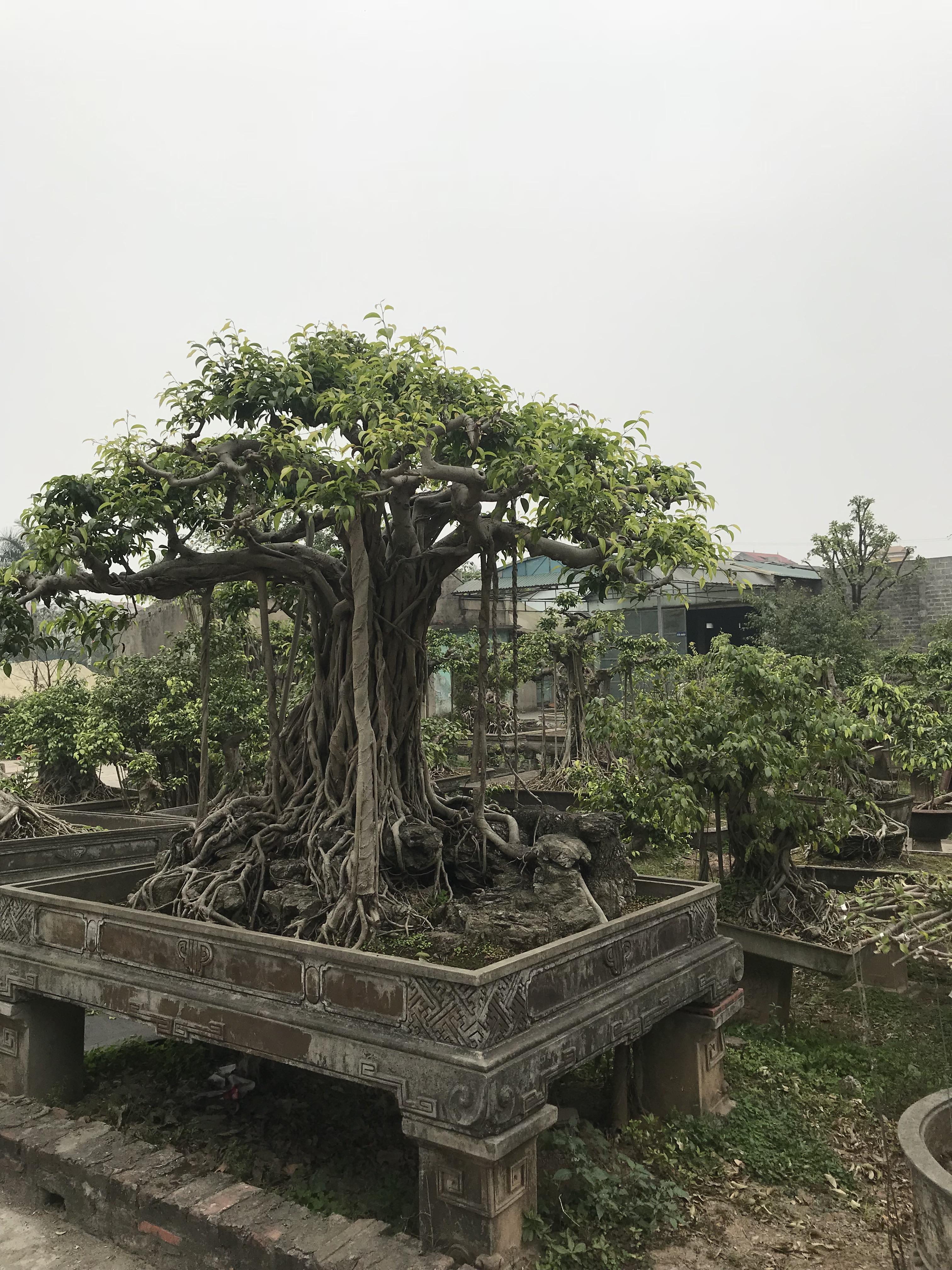 Huge bonsai in Vietnam | Scrolller