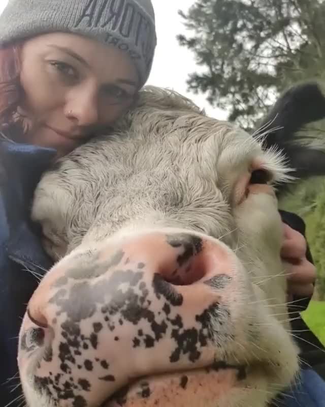 Hugging a cow | Scrolller