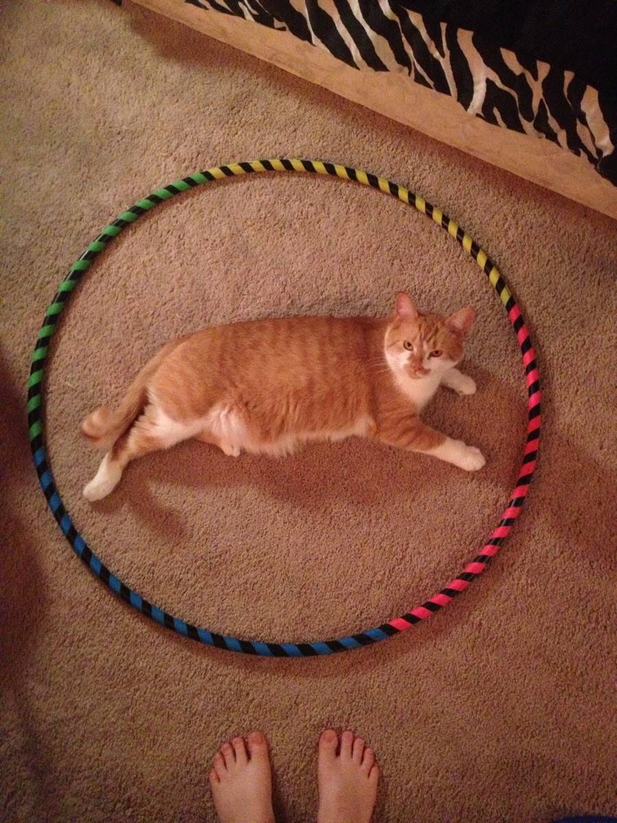 Hula hoops make perfect cat circles | Scrolller