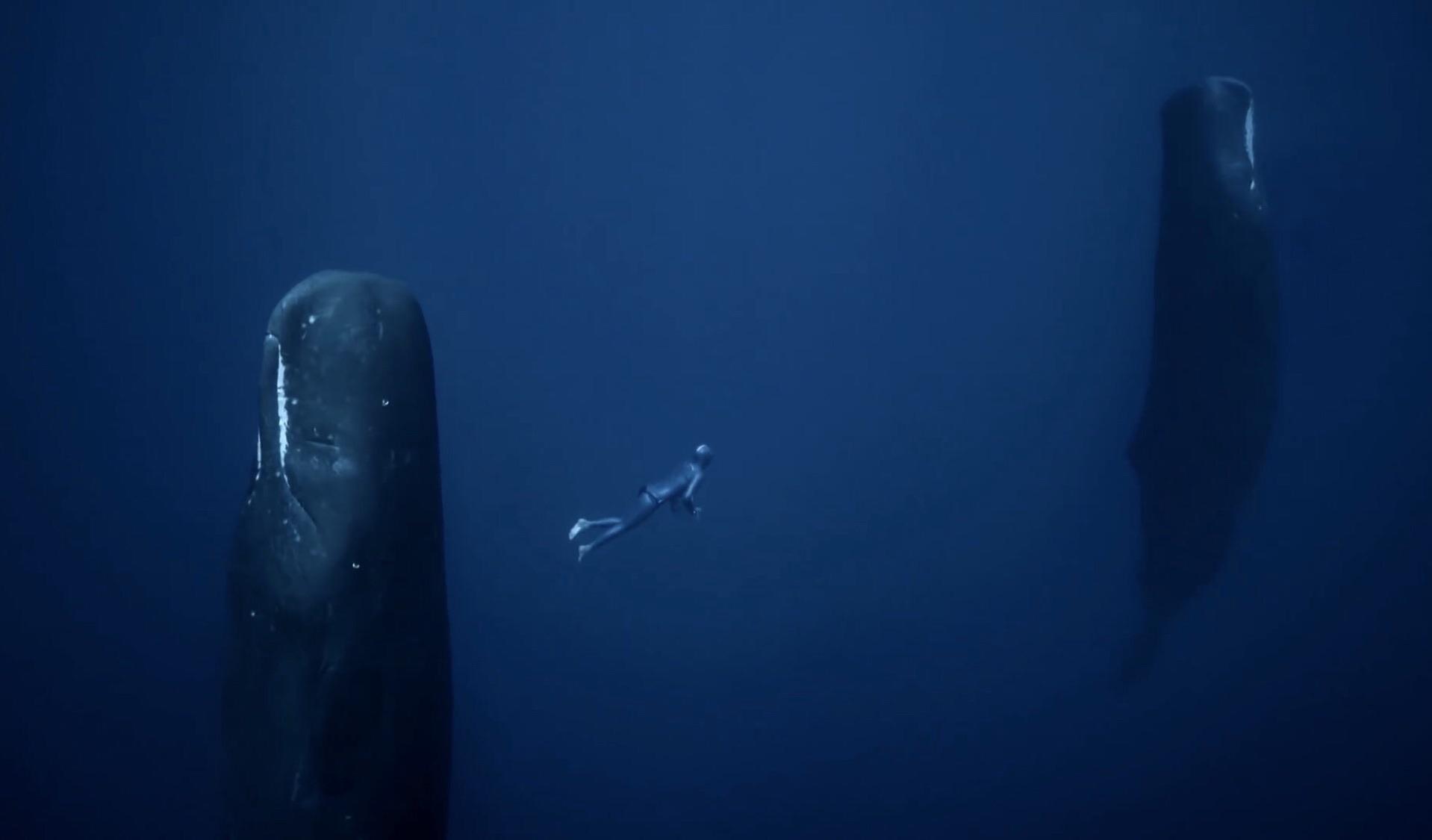Sperm whales sleep vertically like eerie massive underwater pillars | Scrolller