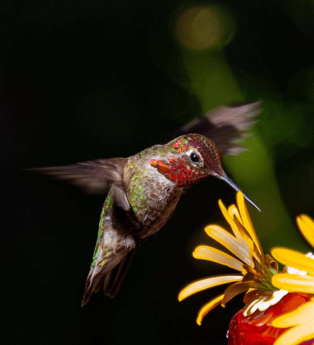 Hummingbird | Scrolller