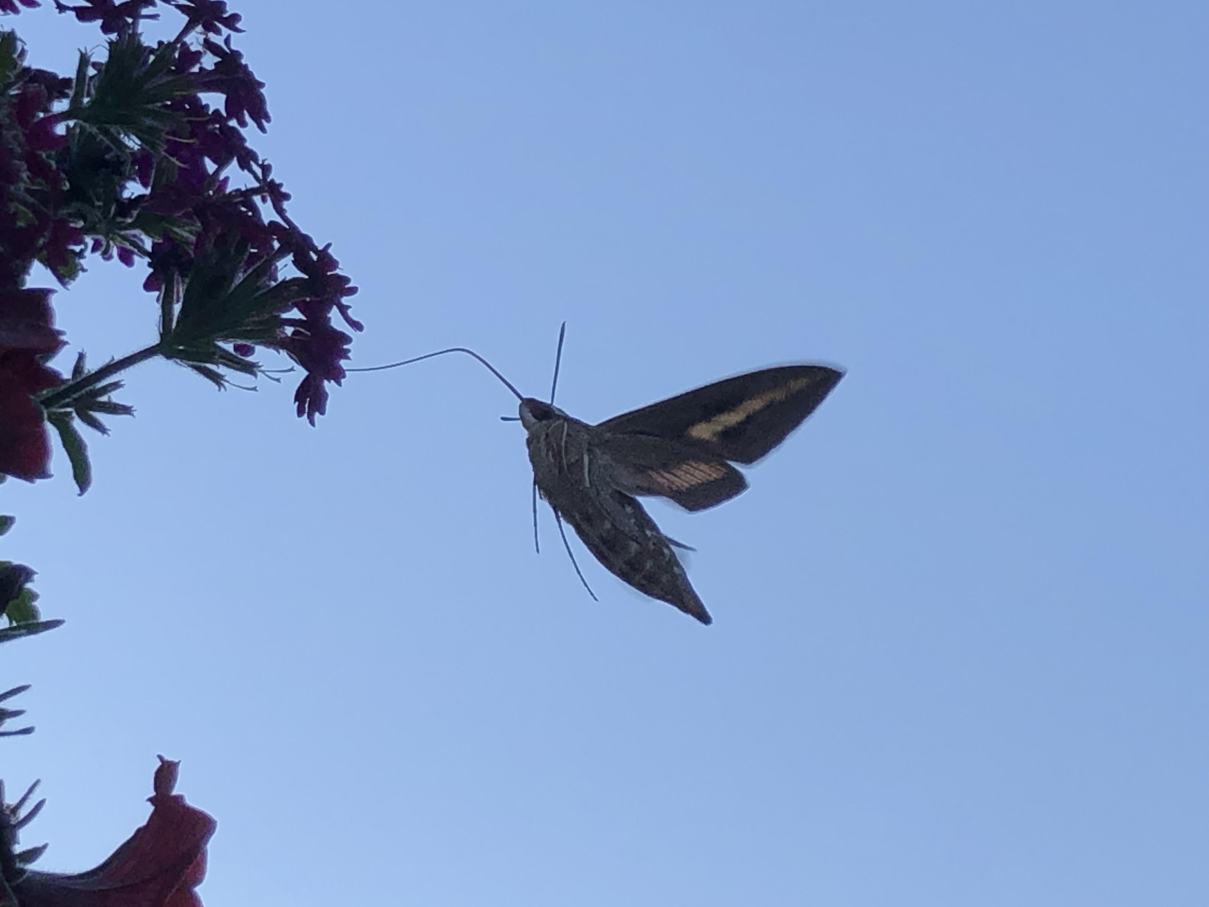 Hummingbird hawk moth! Breckenridge, Colorado | Scrolller