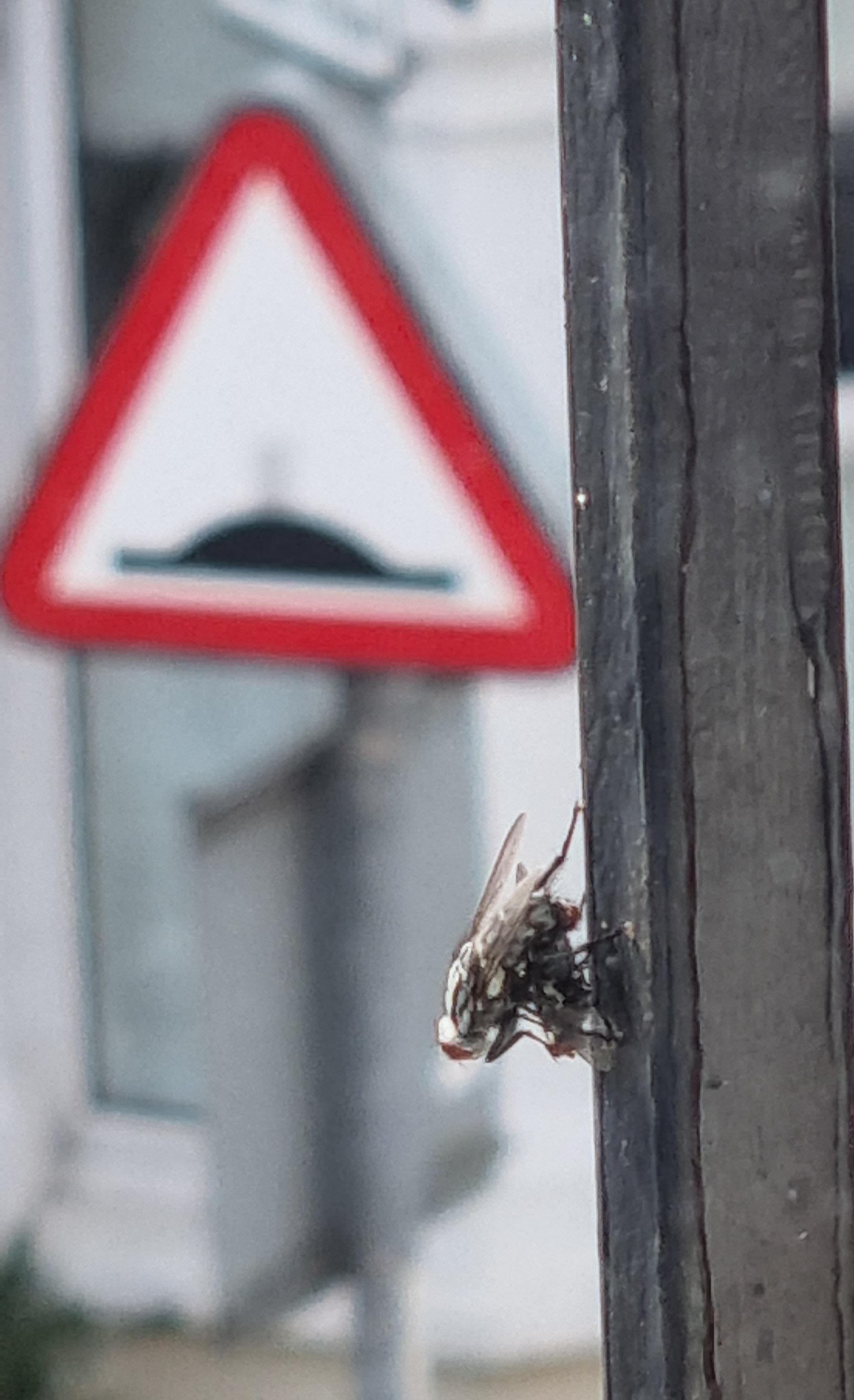 Humping in front of Hump Ahead sign | Scrolller