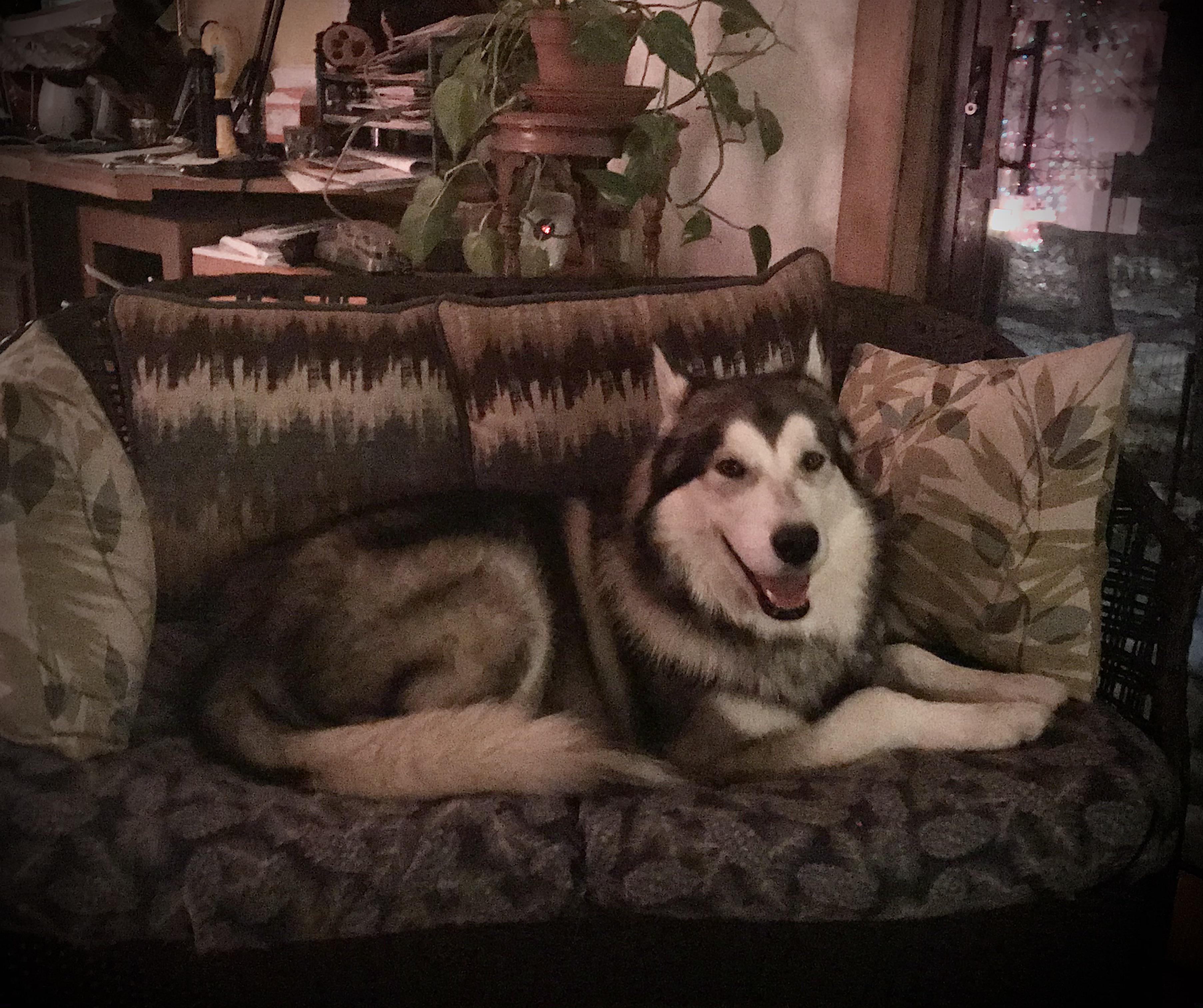 Husky impostor! | Scrolller