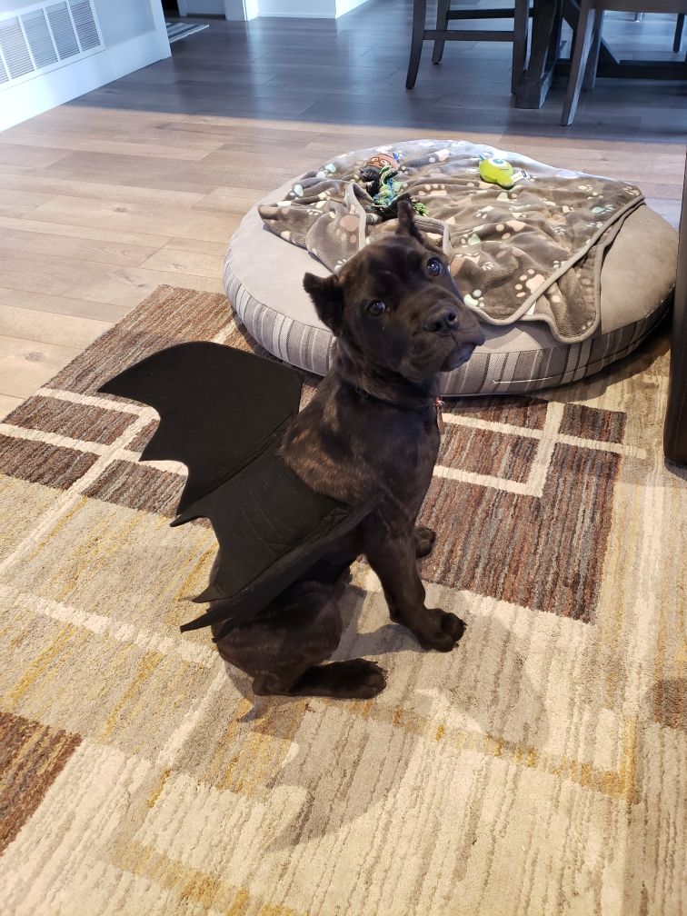 Hutch,14 weeks and not happy about his Halloween costume | Scrolller