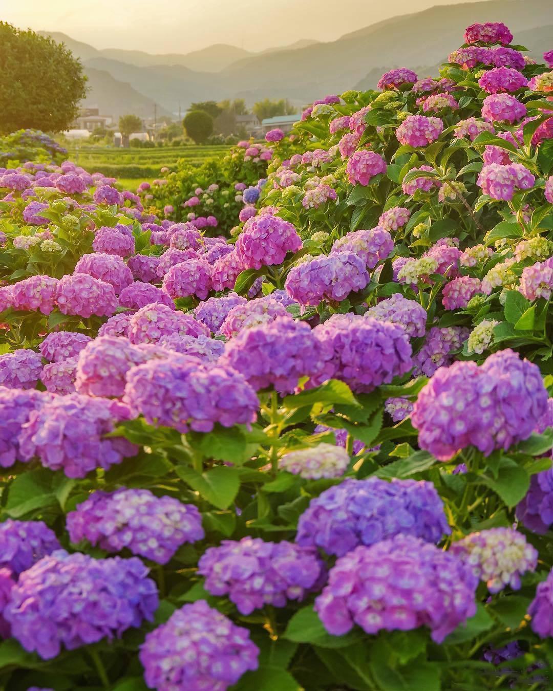Hydrangea，amazing color | Scrolller