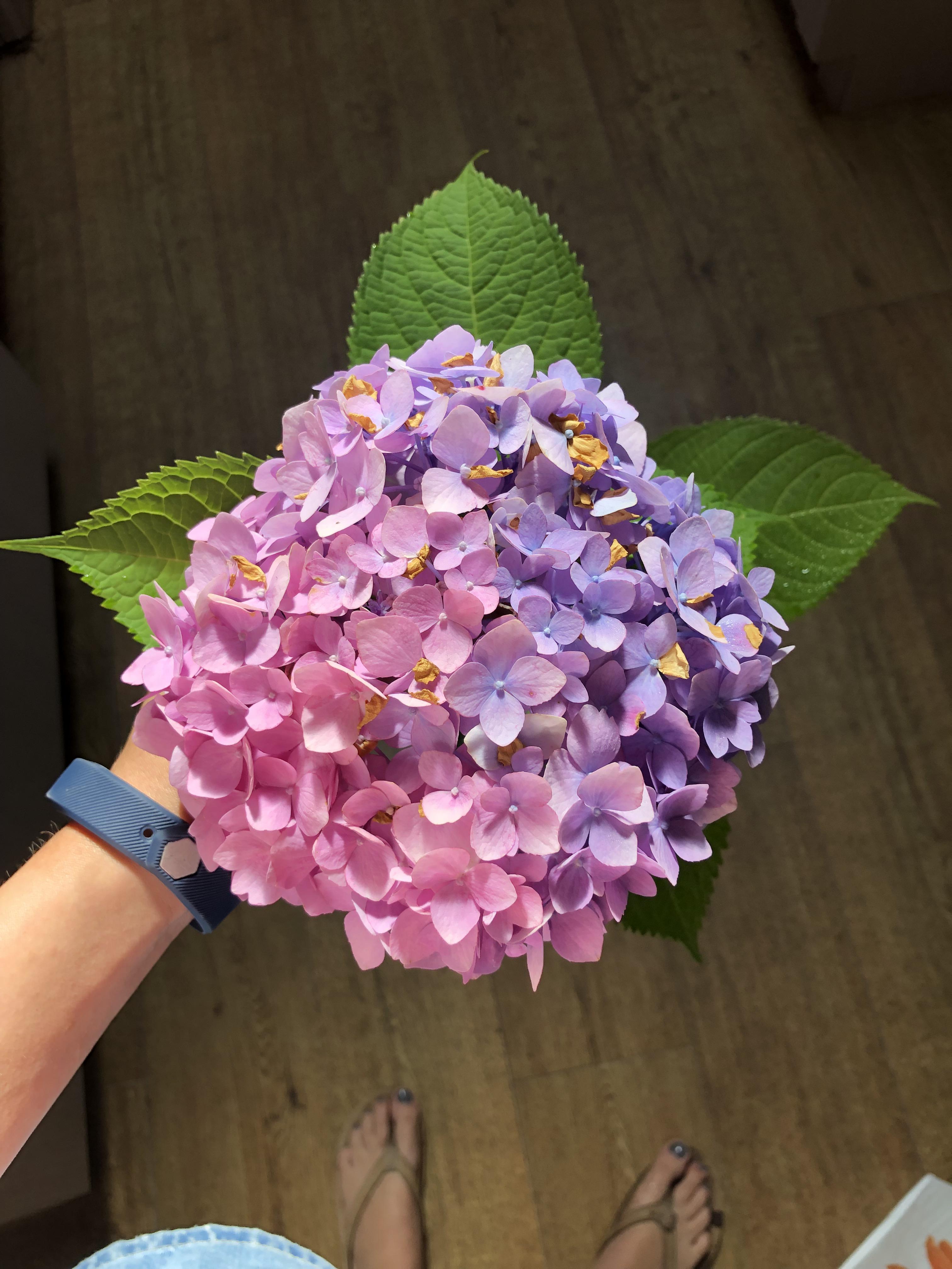Hydrangeas! | Scrolller