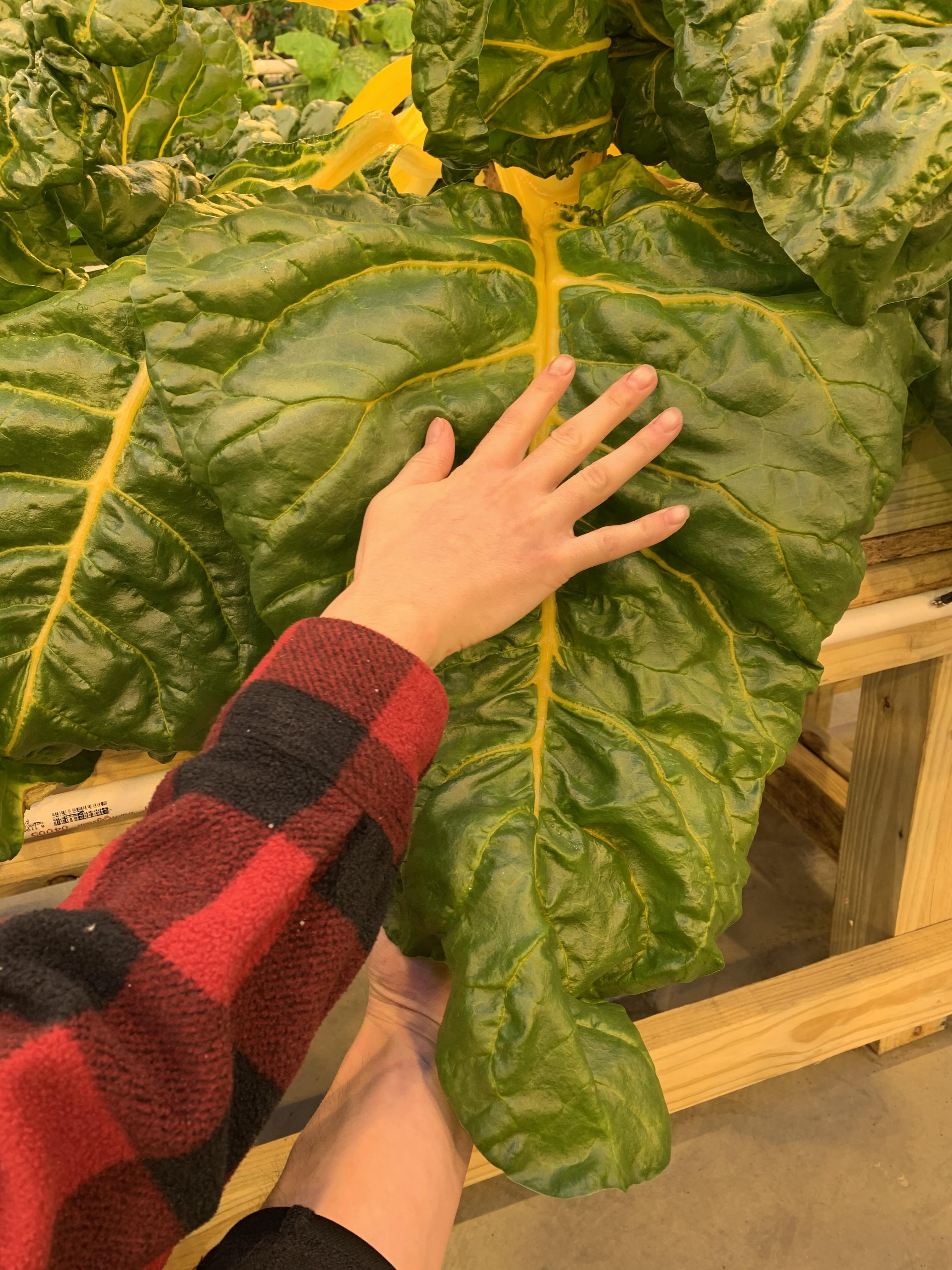 Hydro Swiss chard mutant | Scrolller